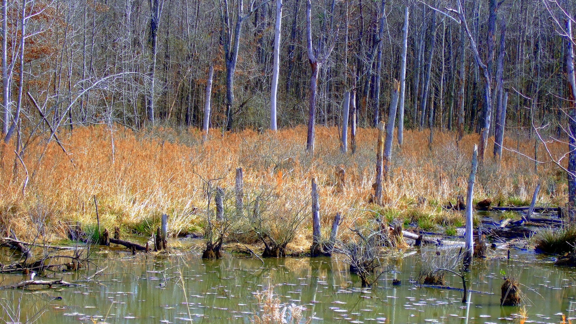 Download Nature Swamp HD Wallpaper