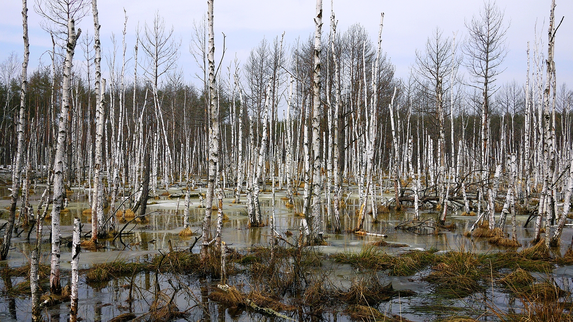 Download Nature Swamp HD Wallpaper