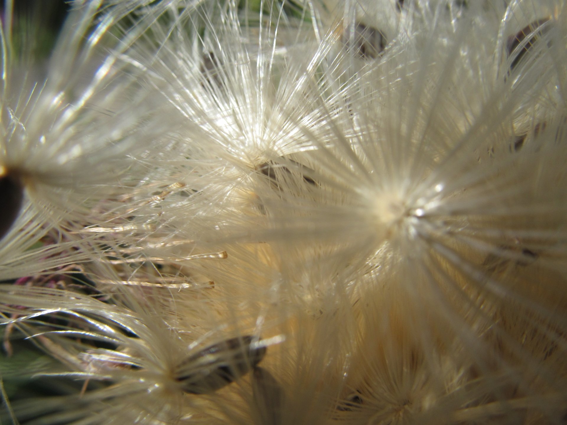 regrat by AlphaSystem