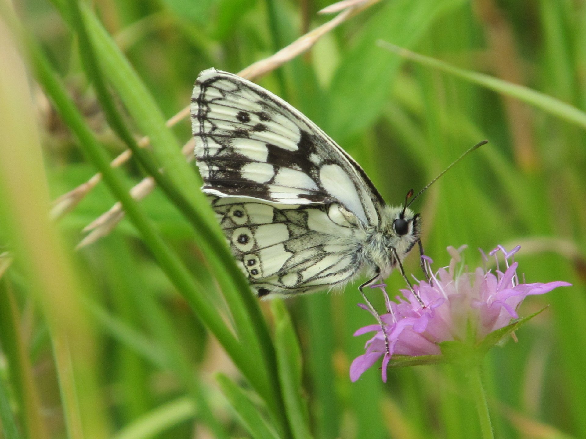 metulj by AlphaSystem