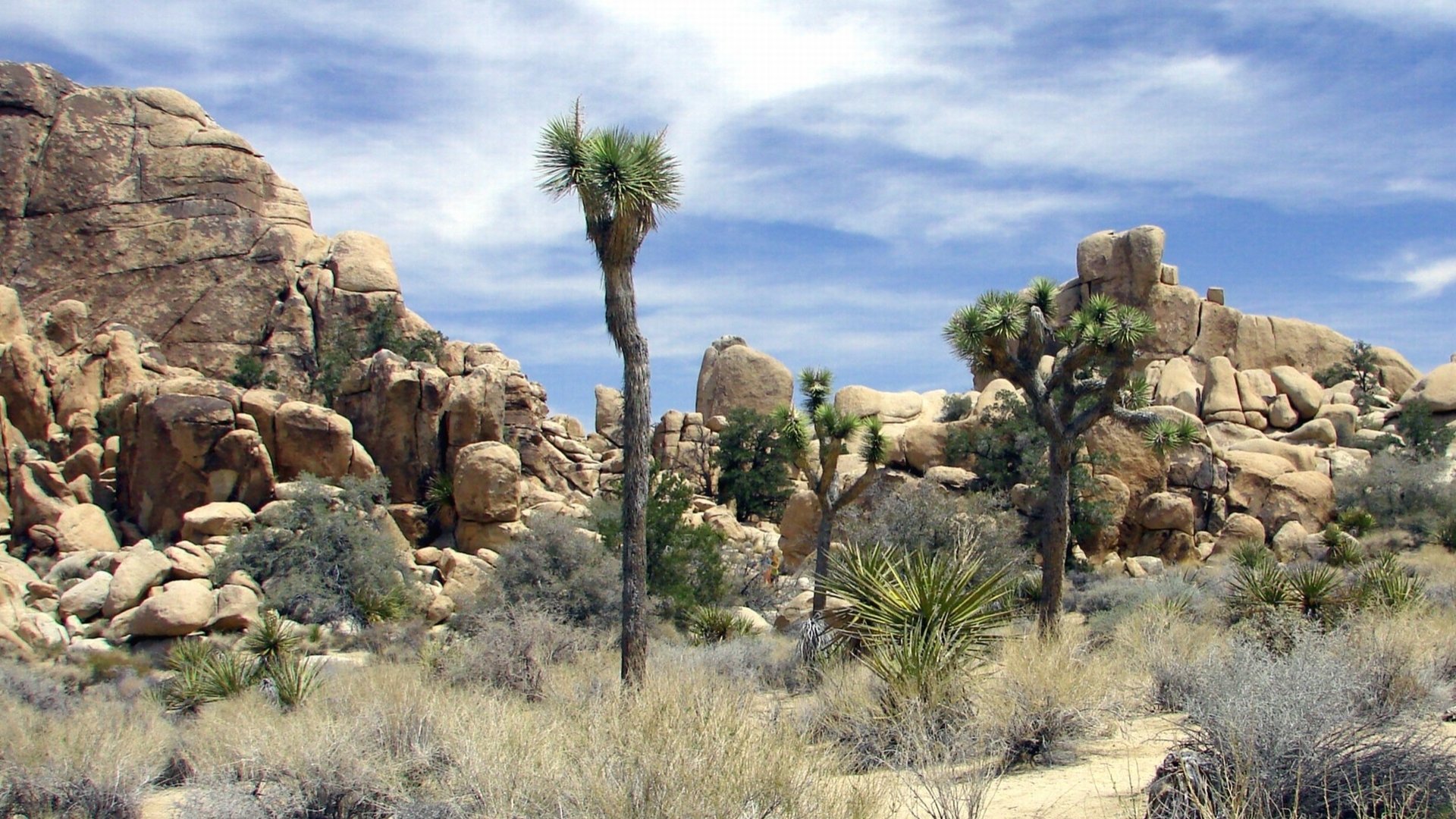 Download Nature Joshua Tree National Park HD Wallpaper