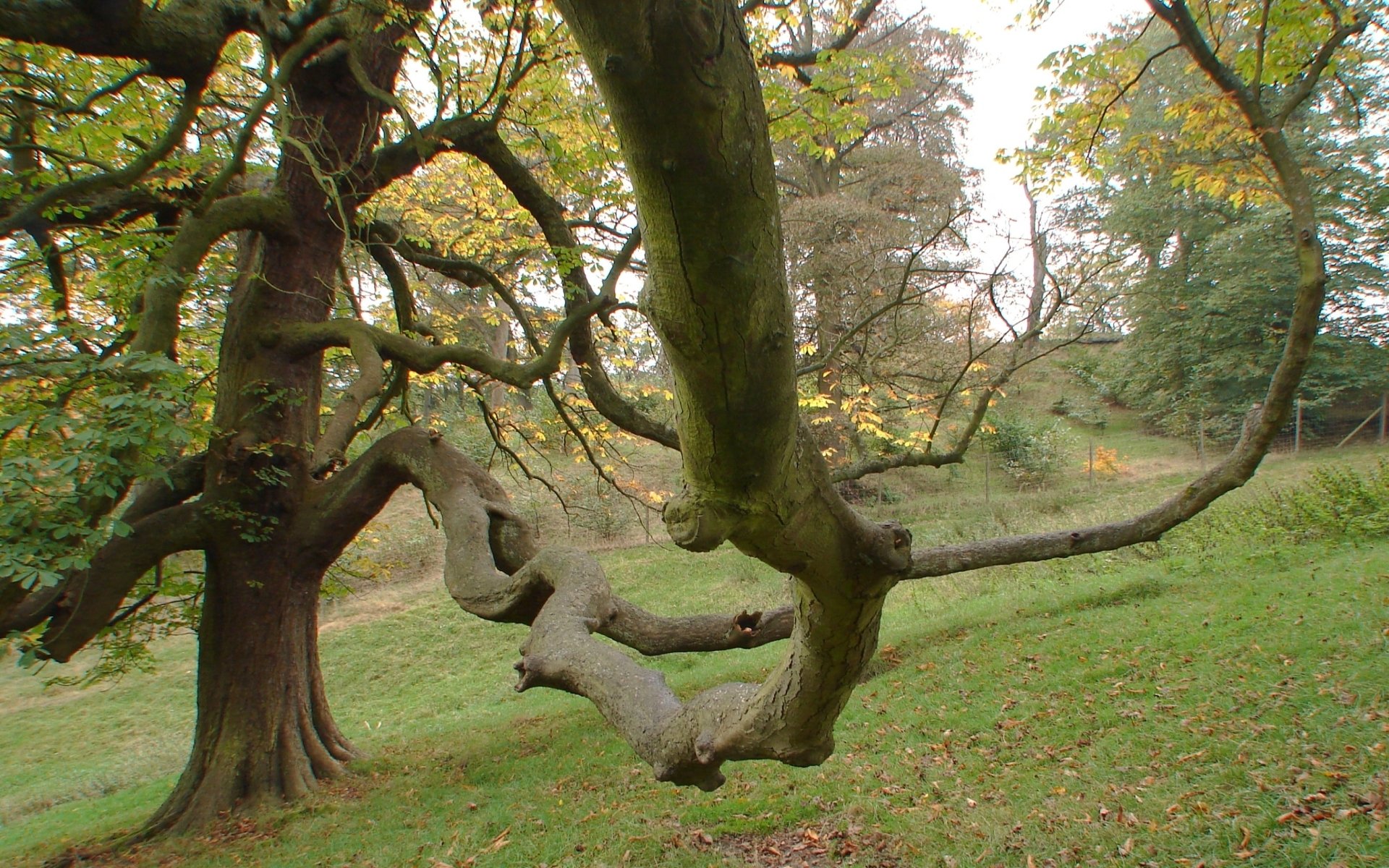 Download Nature Twisted Tree HD Wallpaper