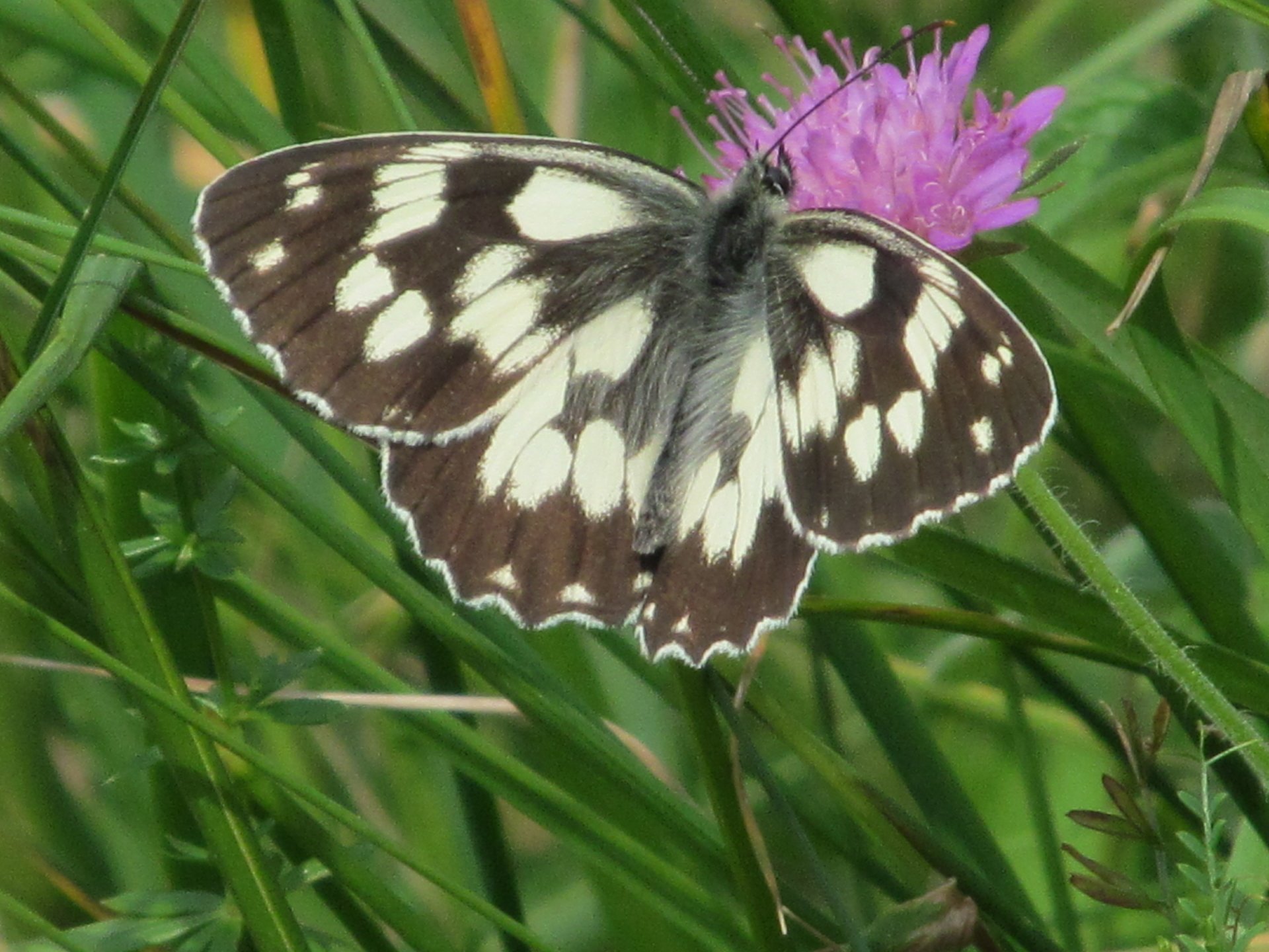 metulj by AlphaSystem