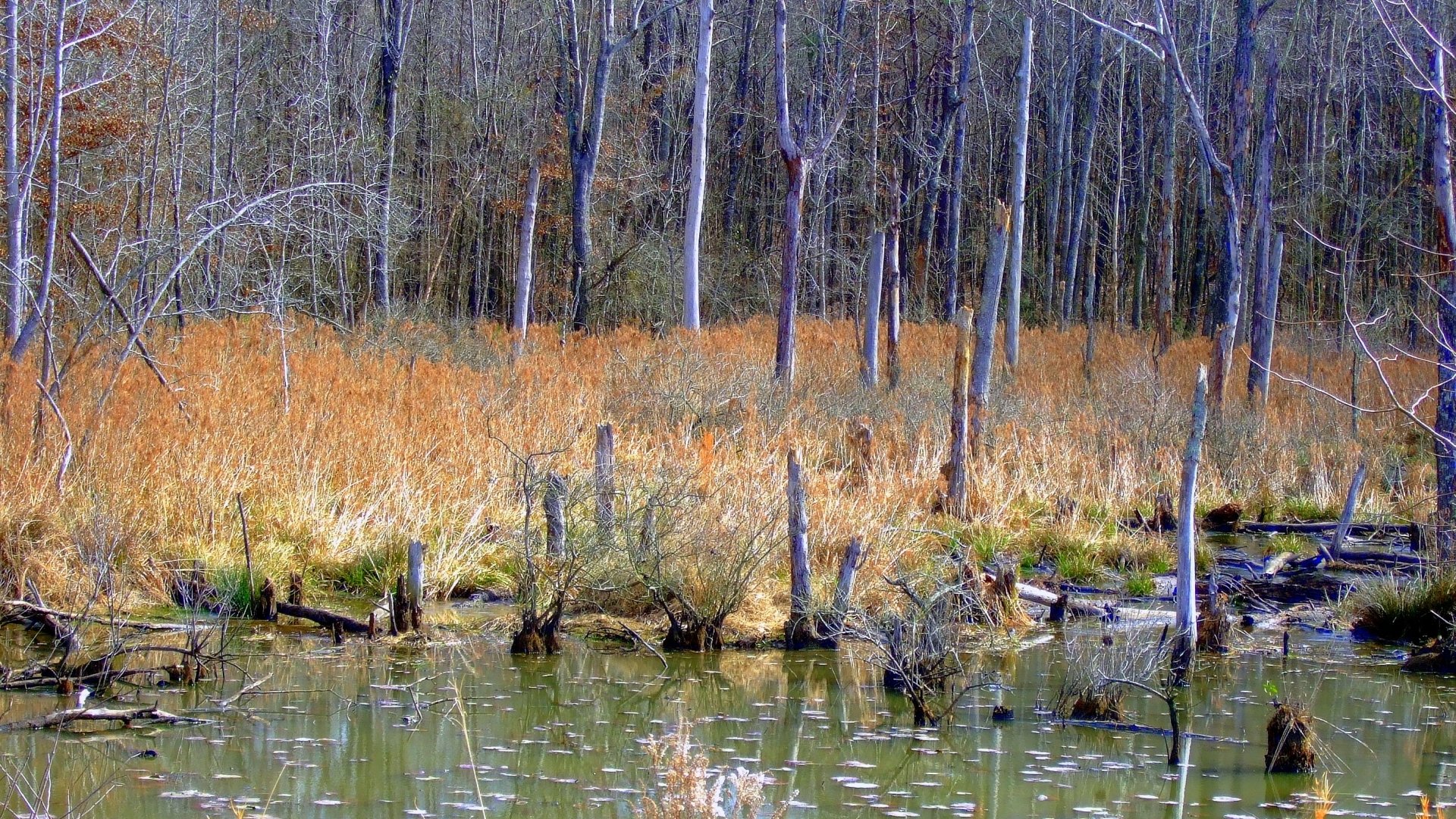 Download Nature Swamp HD Wallpaper