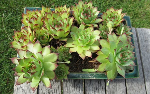 Common Houseleek 4k Wallpapers