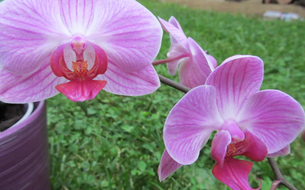 [70+] Orchid 4k Wallpapers