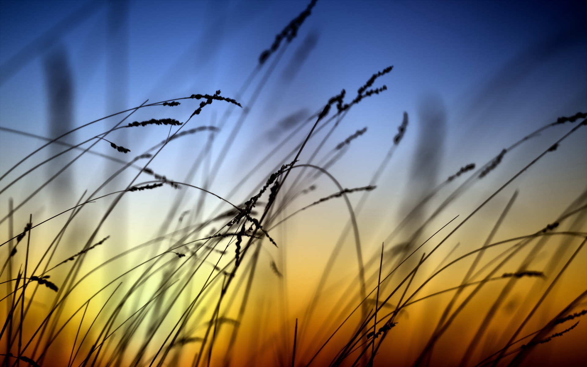 Macro Hd Wallpapers Photography Photography Macro HD Wallpaper