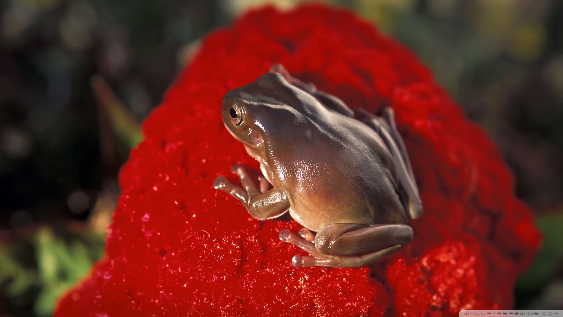 Download Animal Frog HD Wallpaper