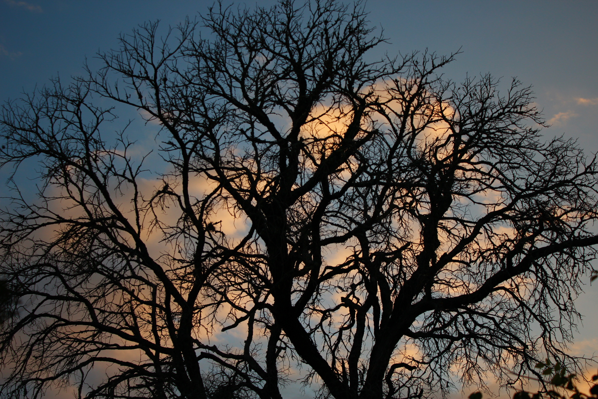 Download Nature Tree HD Wallpaper by Zachary