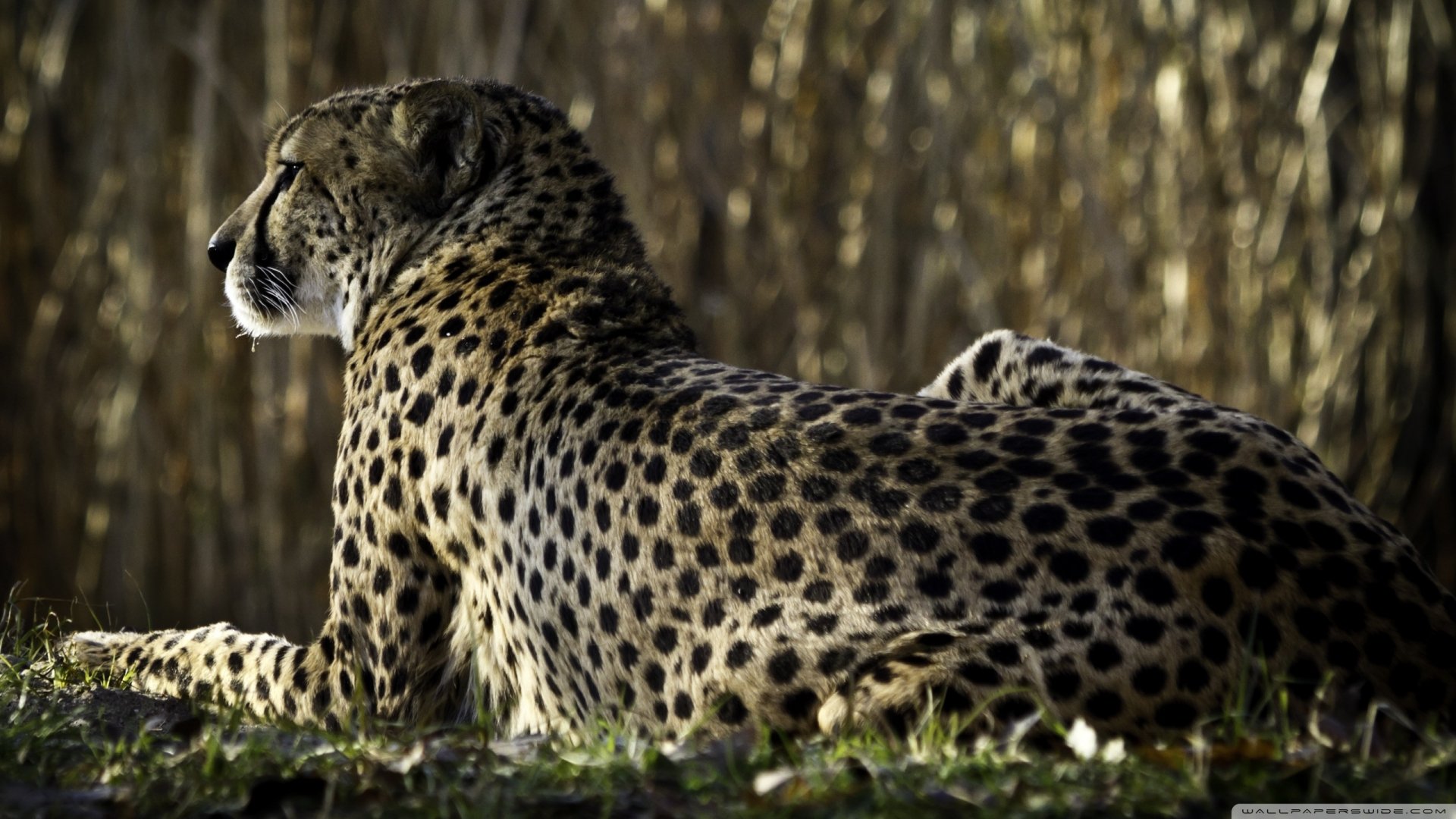 Stunning Cheetah HD Wallpaper: Nature's Swiftest Predator