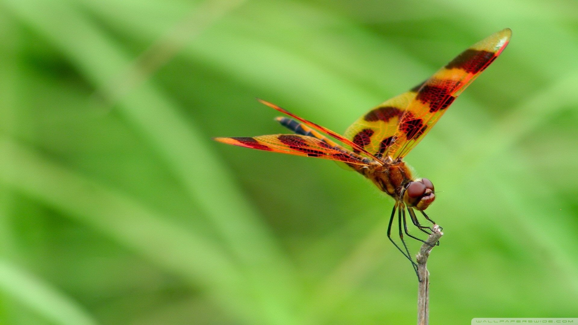Vivid Dragonfly in Flight – Stunning HD Animal Wallpaper