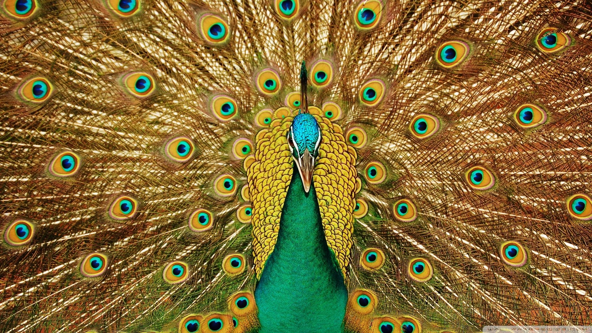 Majestic Peacock — HD Animal Wallpaper | 1920x1080 | Wallpaper Abyss