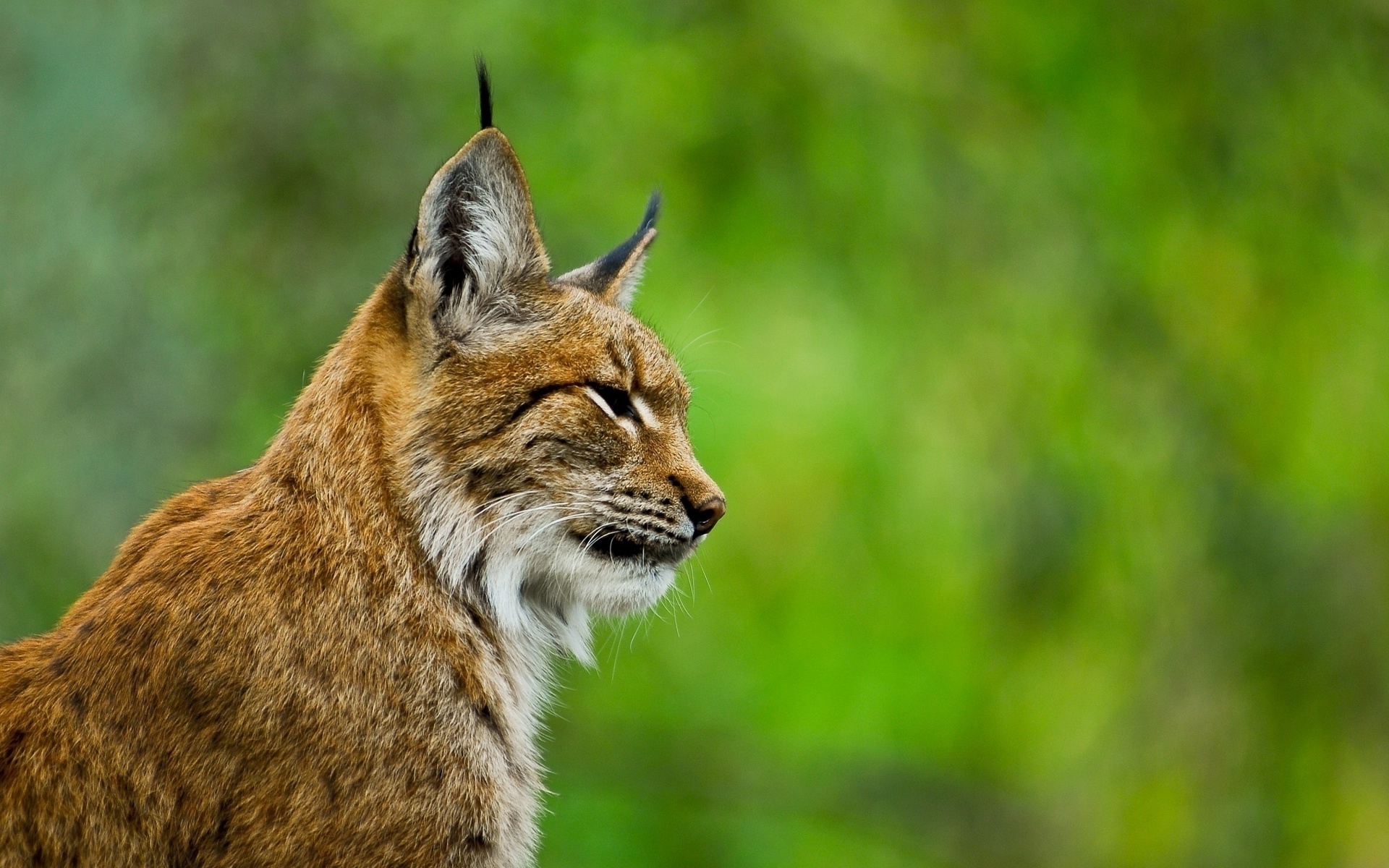 Download Animal Lynx HD Wallpaper