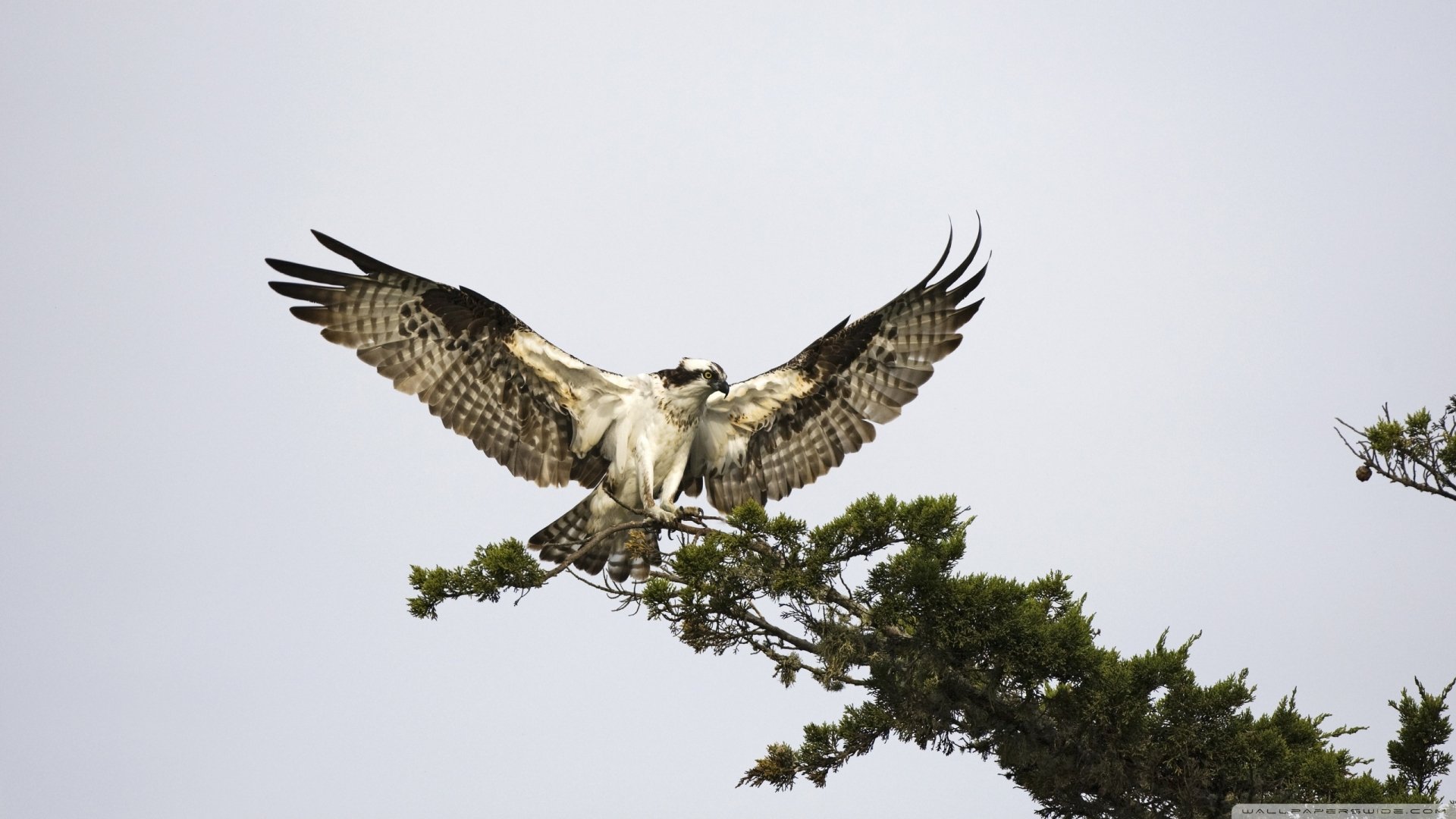 Majestic Falcon in Flight - HD Animal Wallpaper