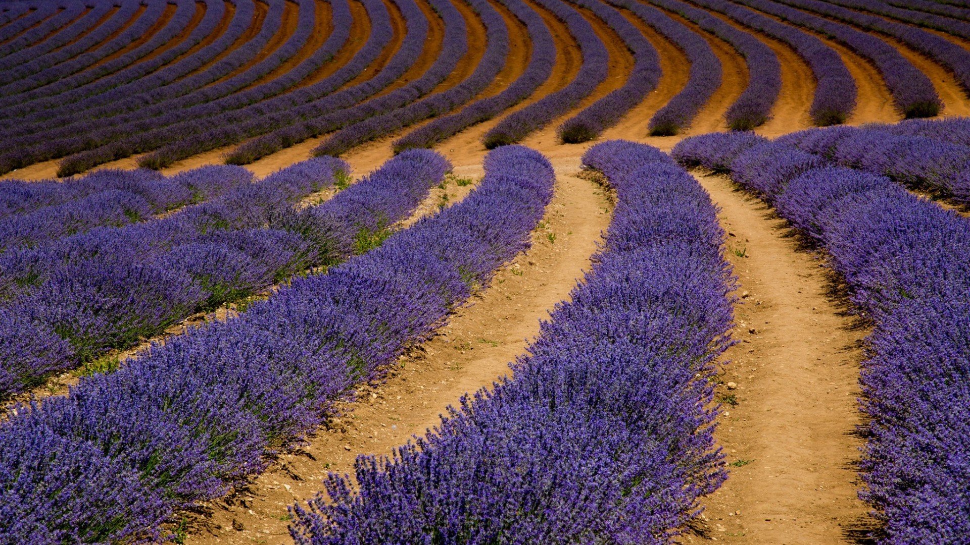 Lavender Waves — HD Nature Field Wallpaper | 1920x1080 | Wallpaper Abyss