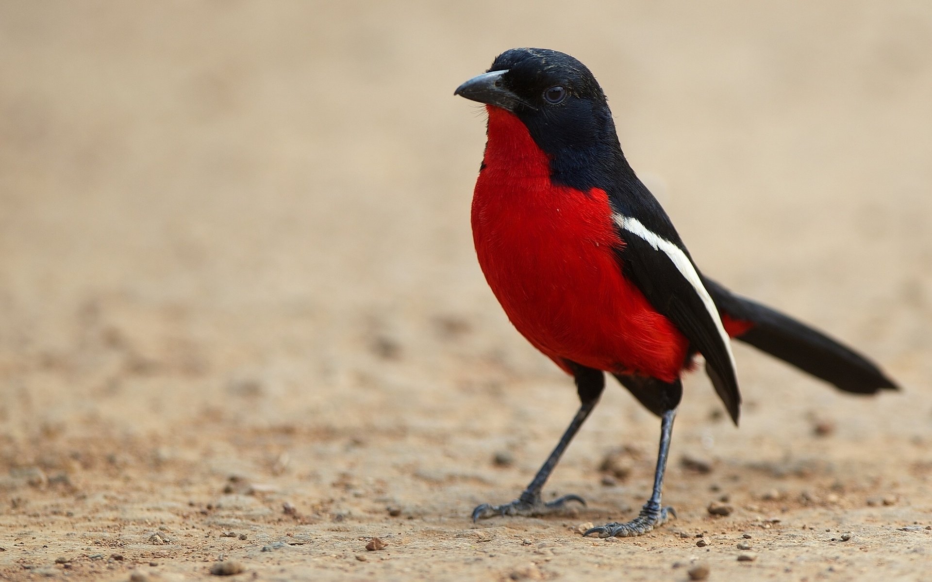 Vibrant Bird in HD: Stunning Wildlife Wallpaper | 1920x1200 | Wallpaper ...