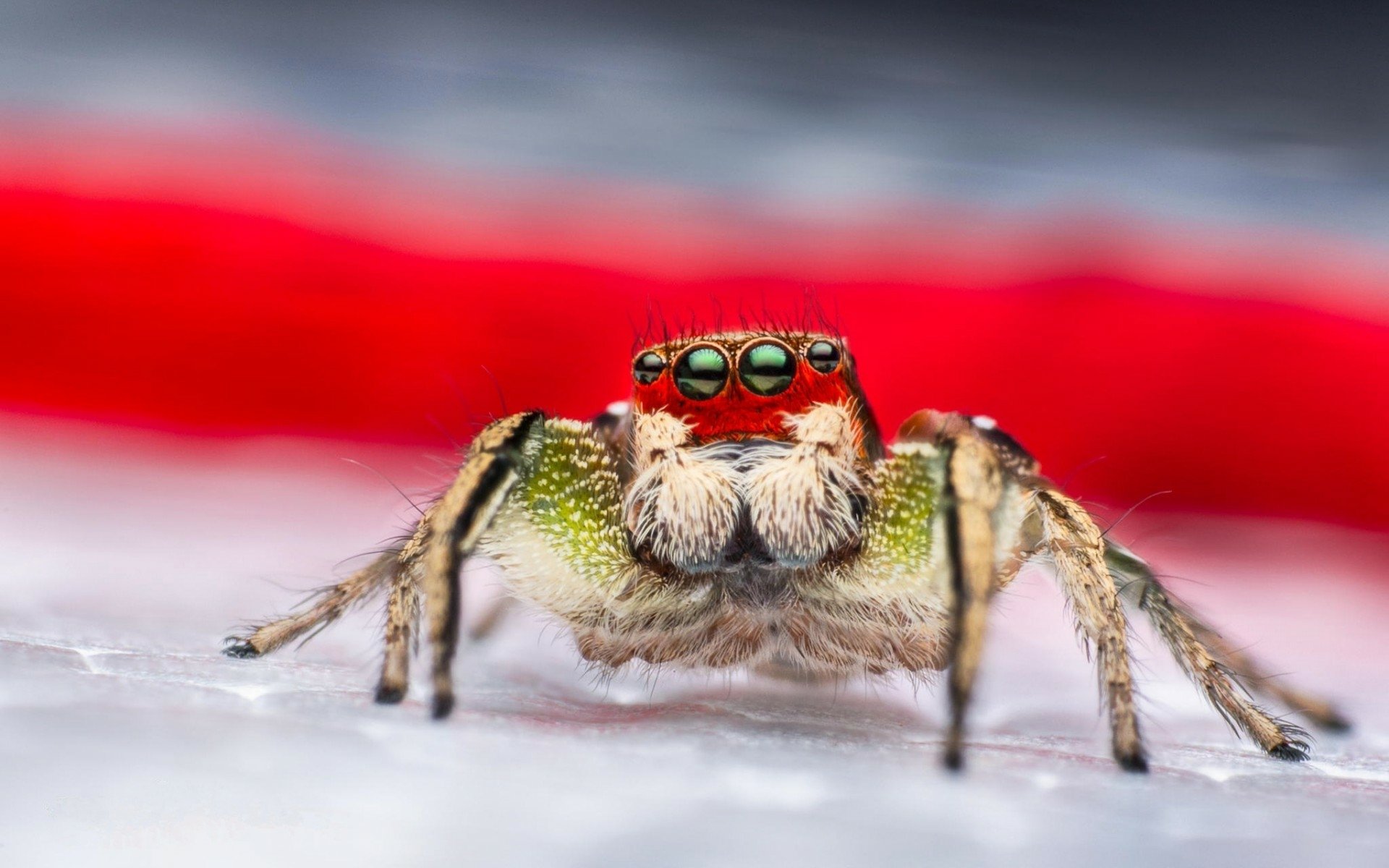Download Jumping Spider Animal Spider HD Wallpaper