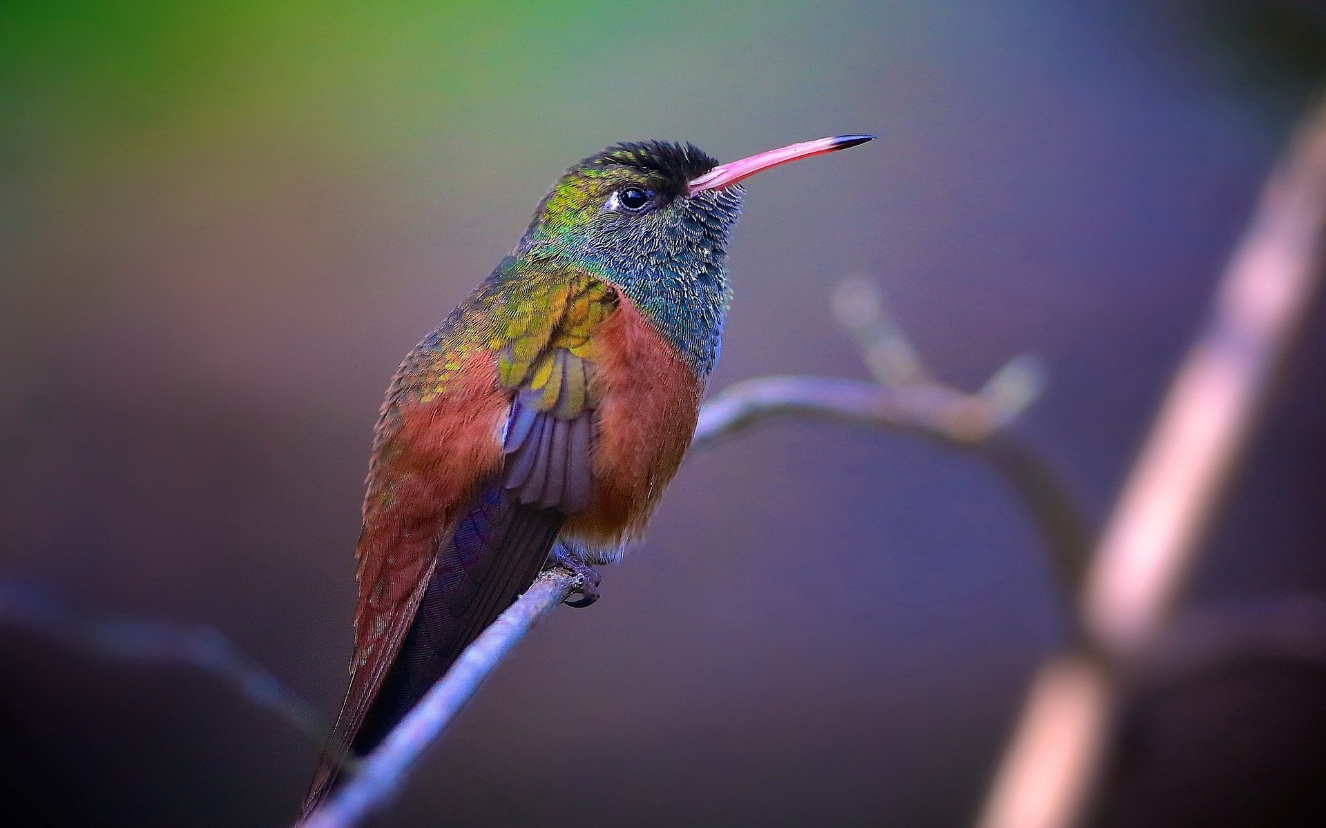 Stunning Hummingbird HD Wallpaper