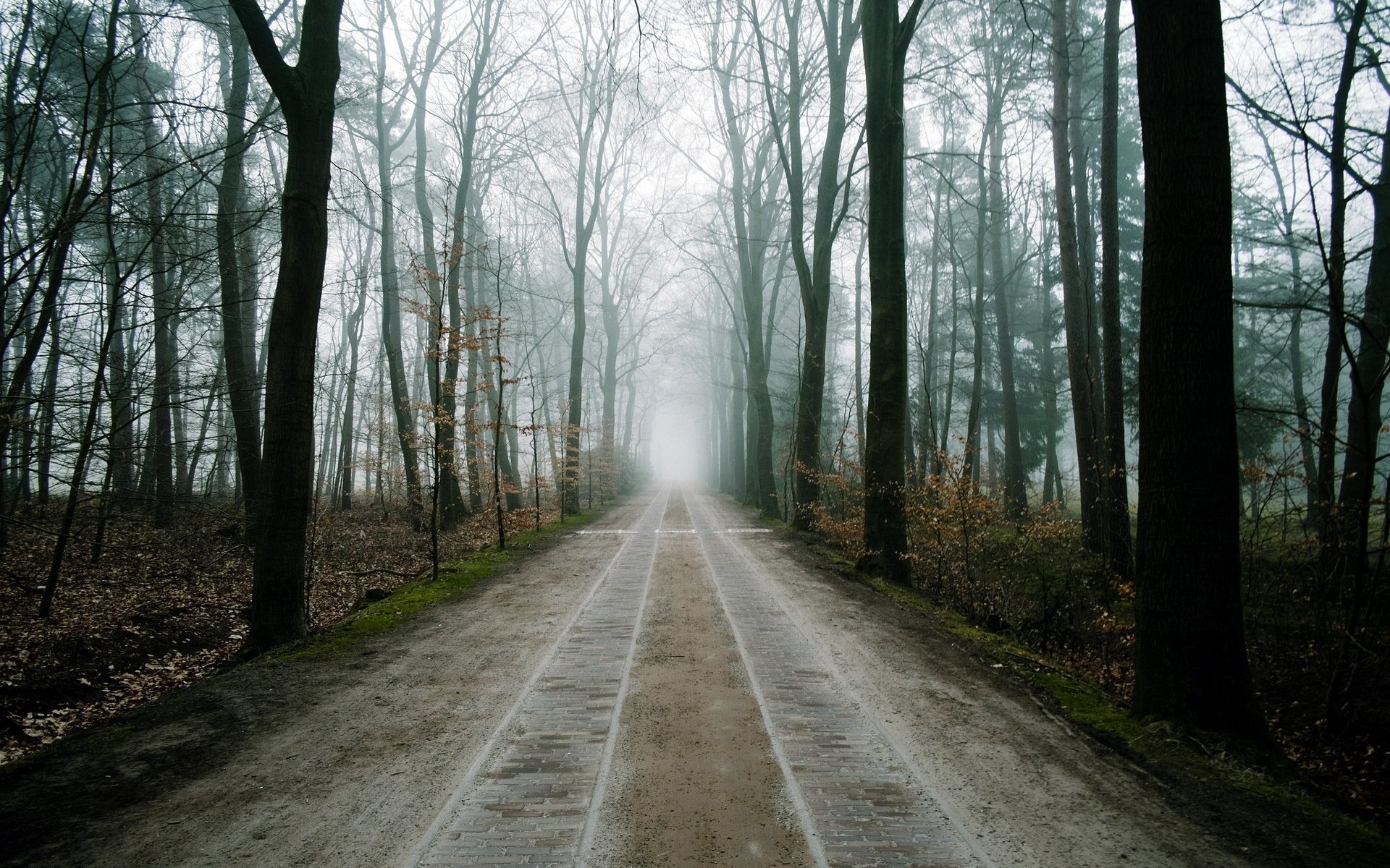 Misty Forest Road — HD Wallpaper | 1920x1200 | Wallpaper Abyss
