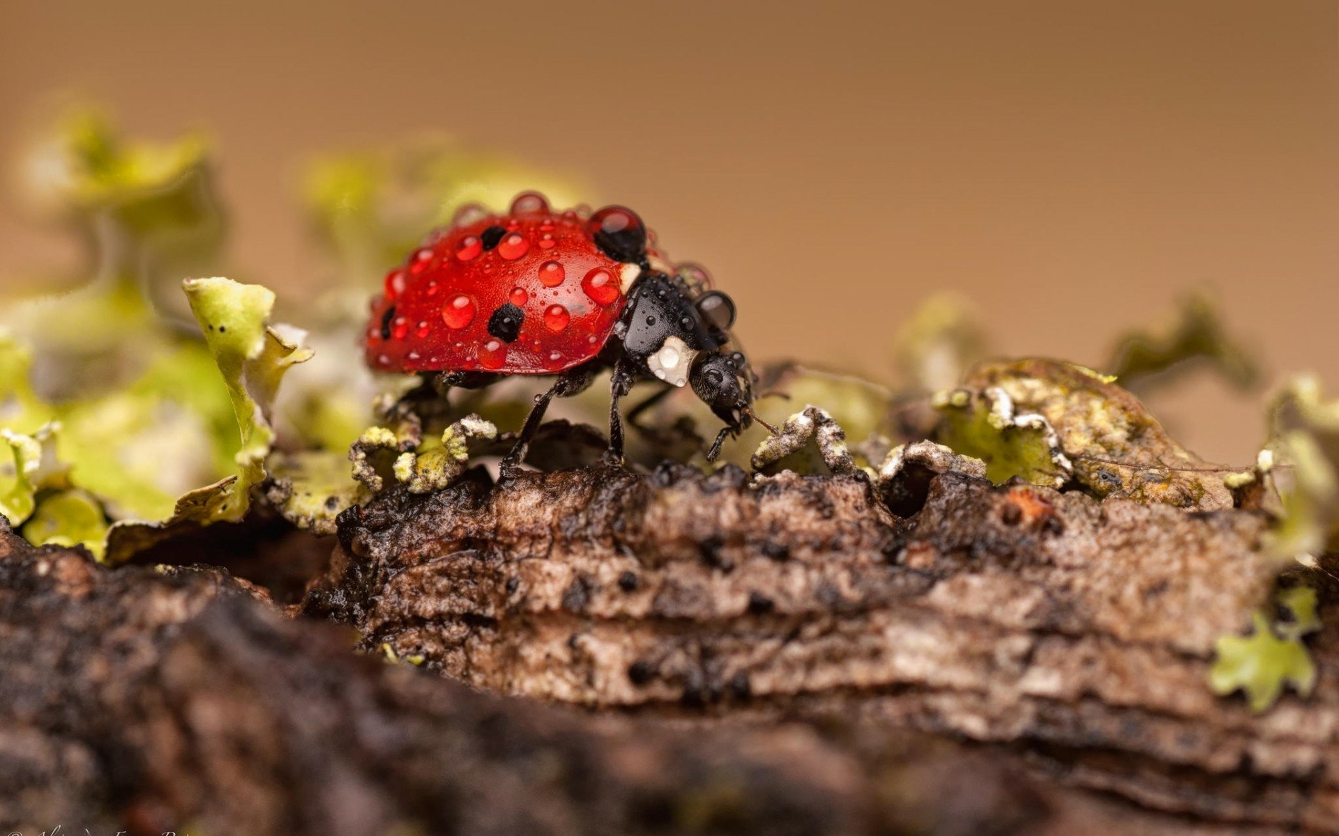 Download Animal Ladybug HD Wallpaper