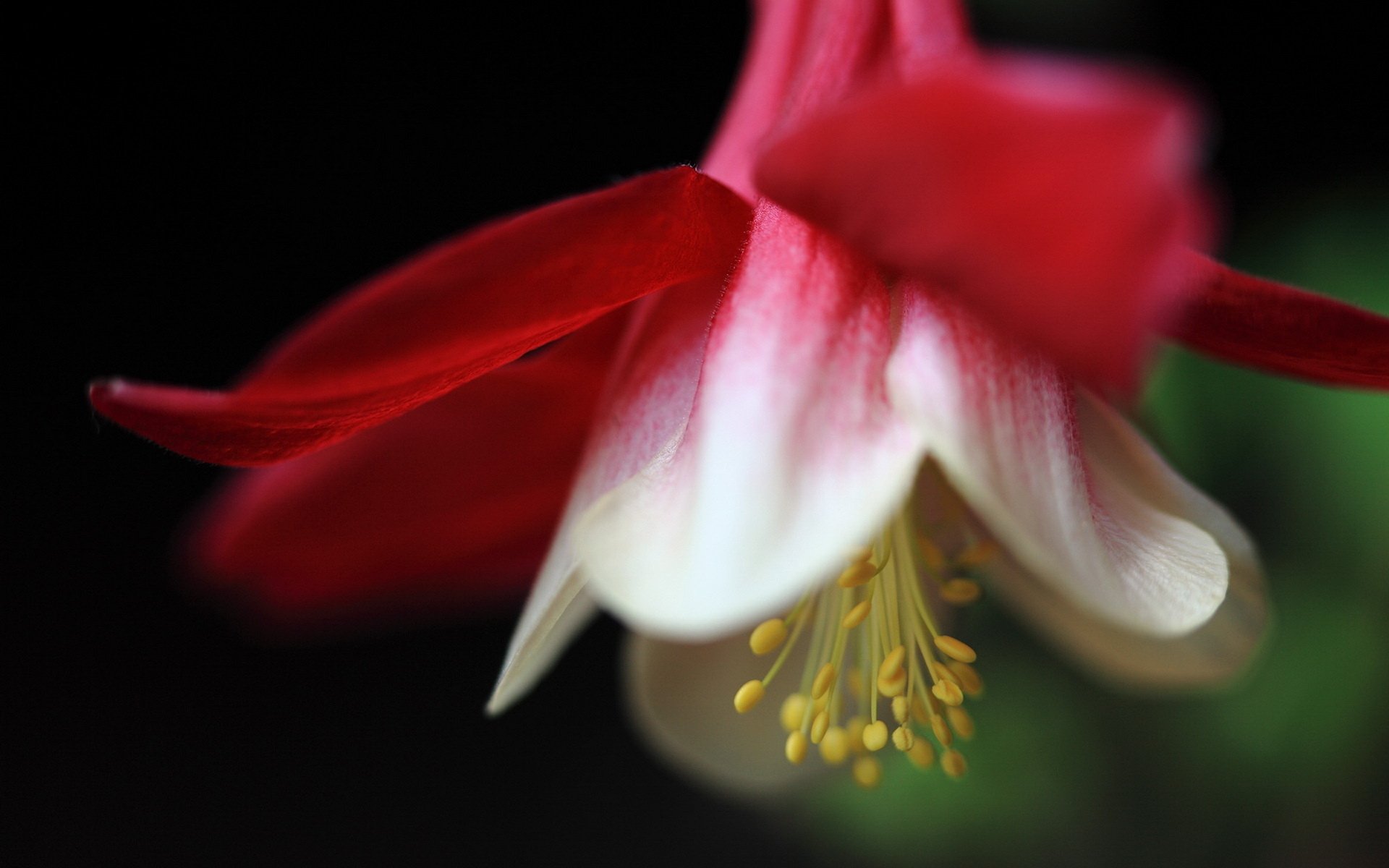 Nature Flower HD Wallpaper