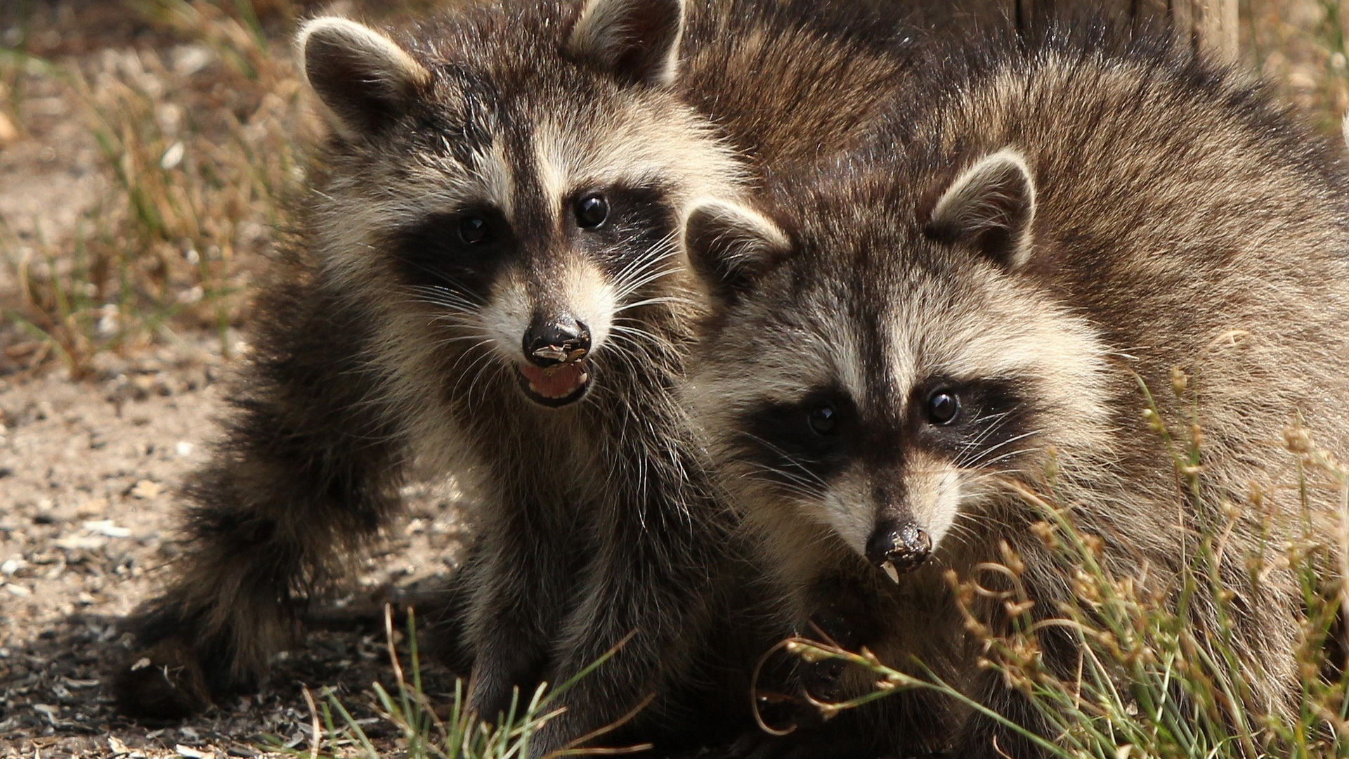 Download Animal Raccoon HD Wallpaper
