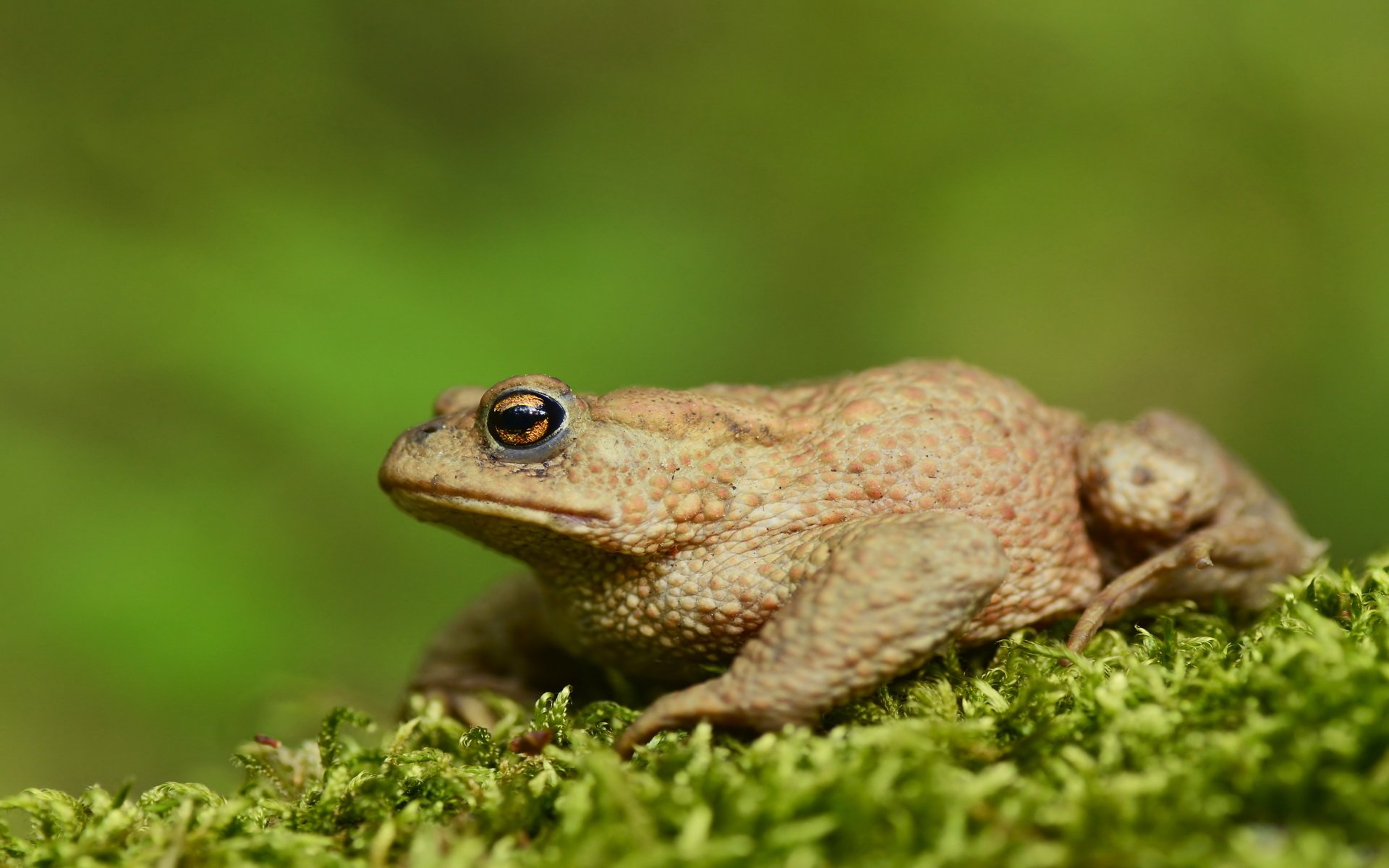 Toad HD Wallpaper