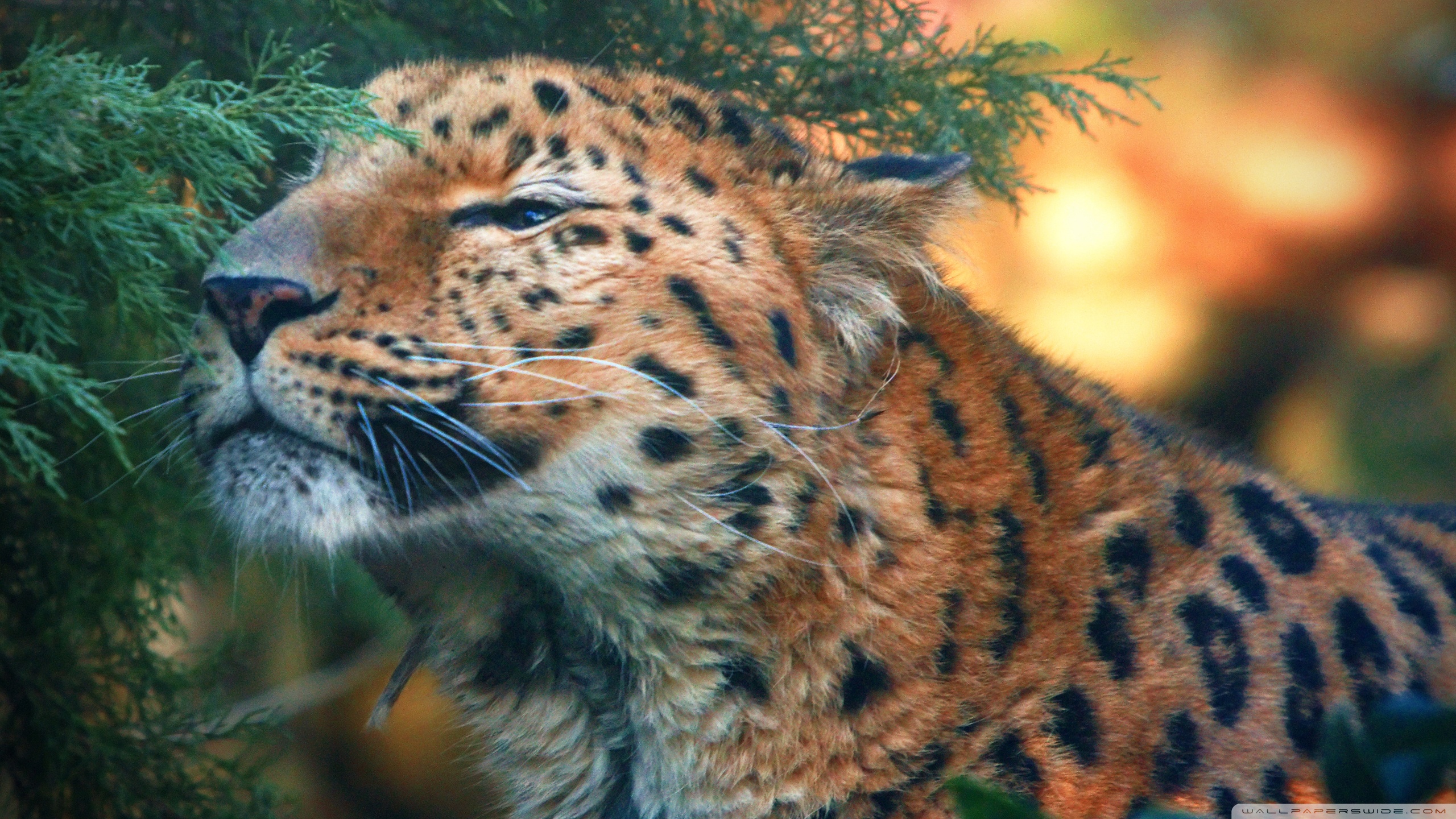 Leopard HD Wallpaper