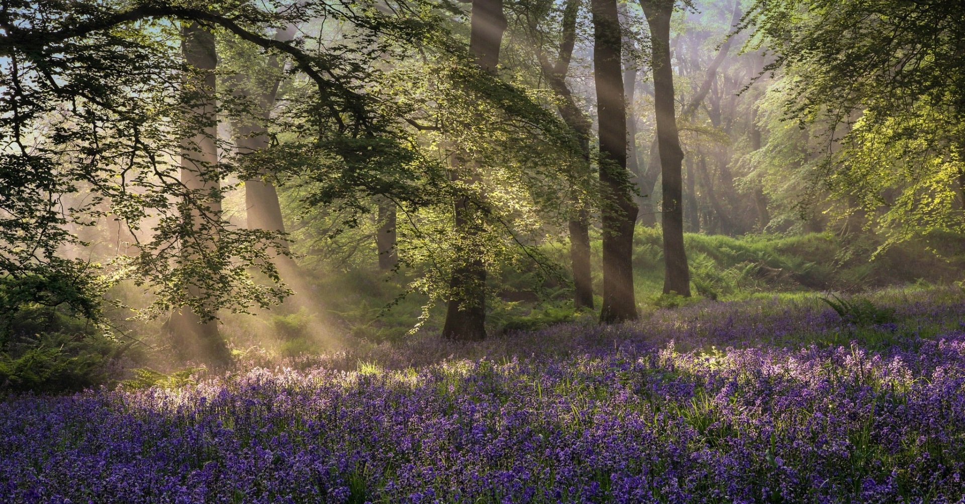 Sunlit Bluebell Forest — HD Nature Wallpaper | 2048x1070 | Wallpaper Abyss