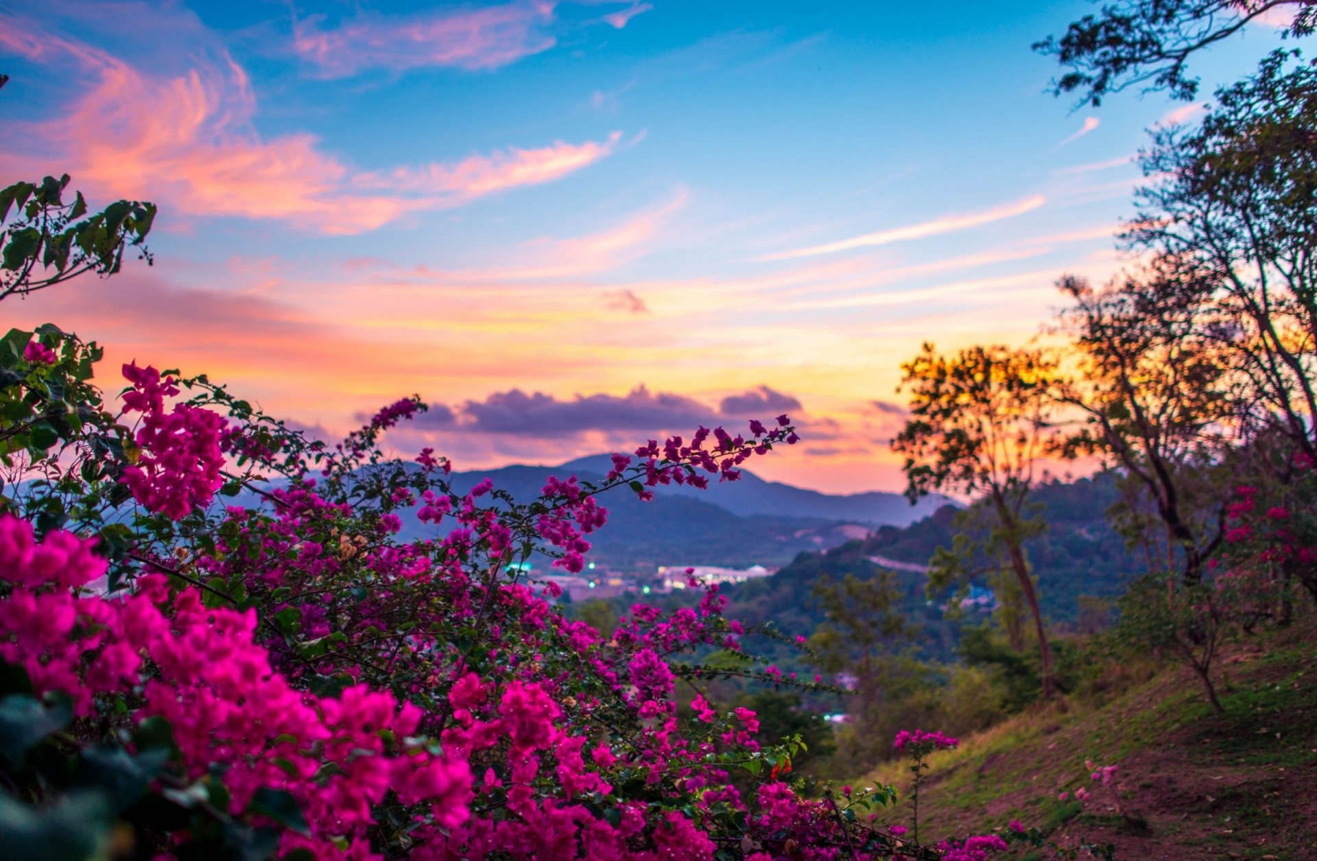Stunning Landscape HD Wallpaper: Vibrant Bougainvillea at Sunset