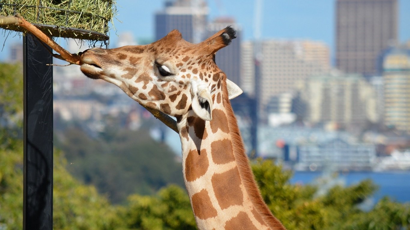 Giraffe At Taronga Zoo Sydney Australia Wallpaper and Background Image ...