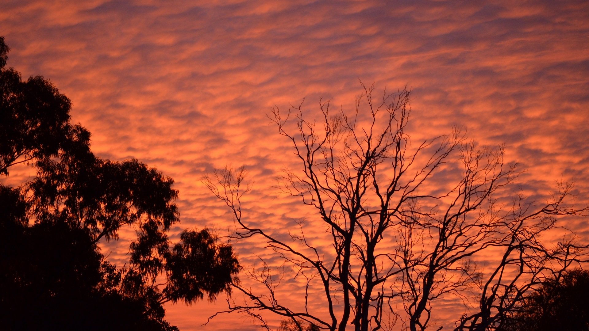 Amazing Altocumulus Cloud natural sunset color In Sydney Australia by ...