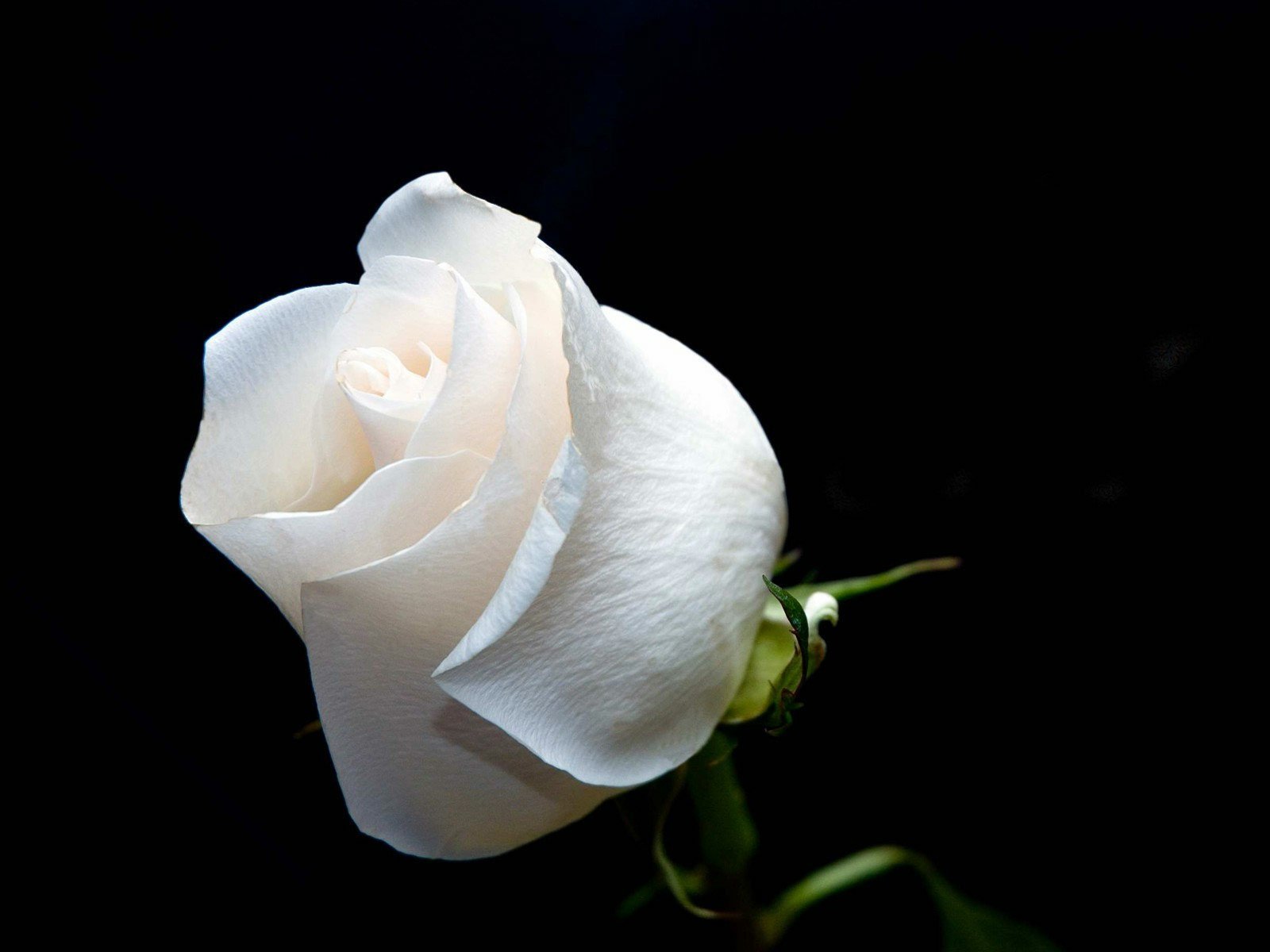 Pure Elegance: HD White Rose in Nature’s Spotlight | 1600x1200 ...