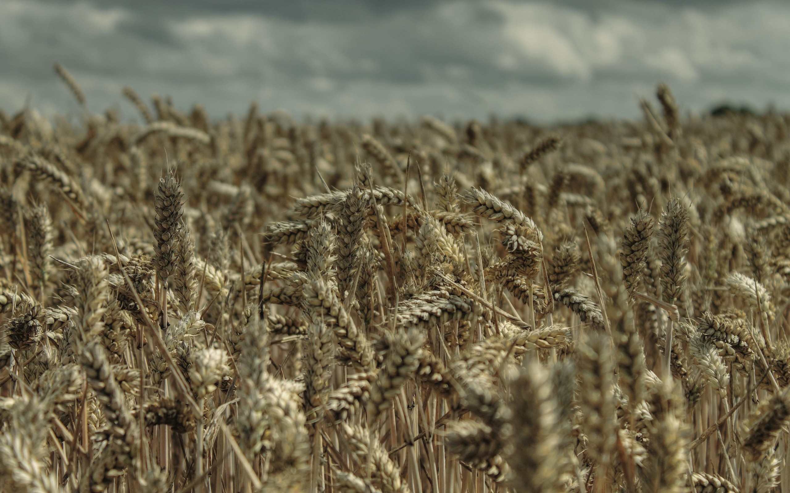 Download Nature Wheat HD Wallpaper