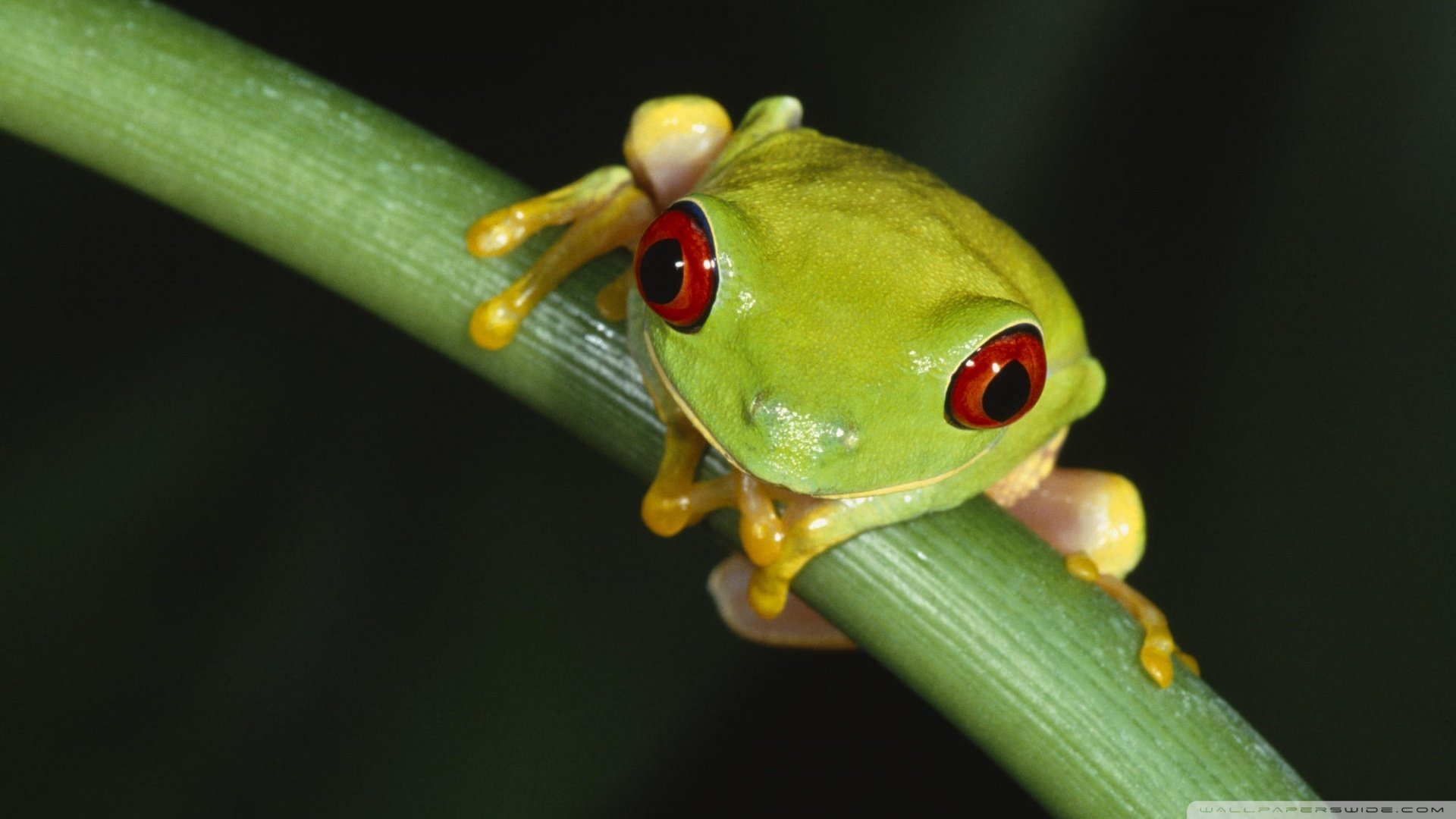 Frog HD Wallpaper