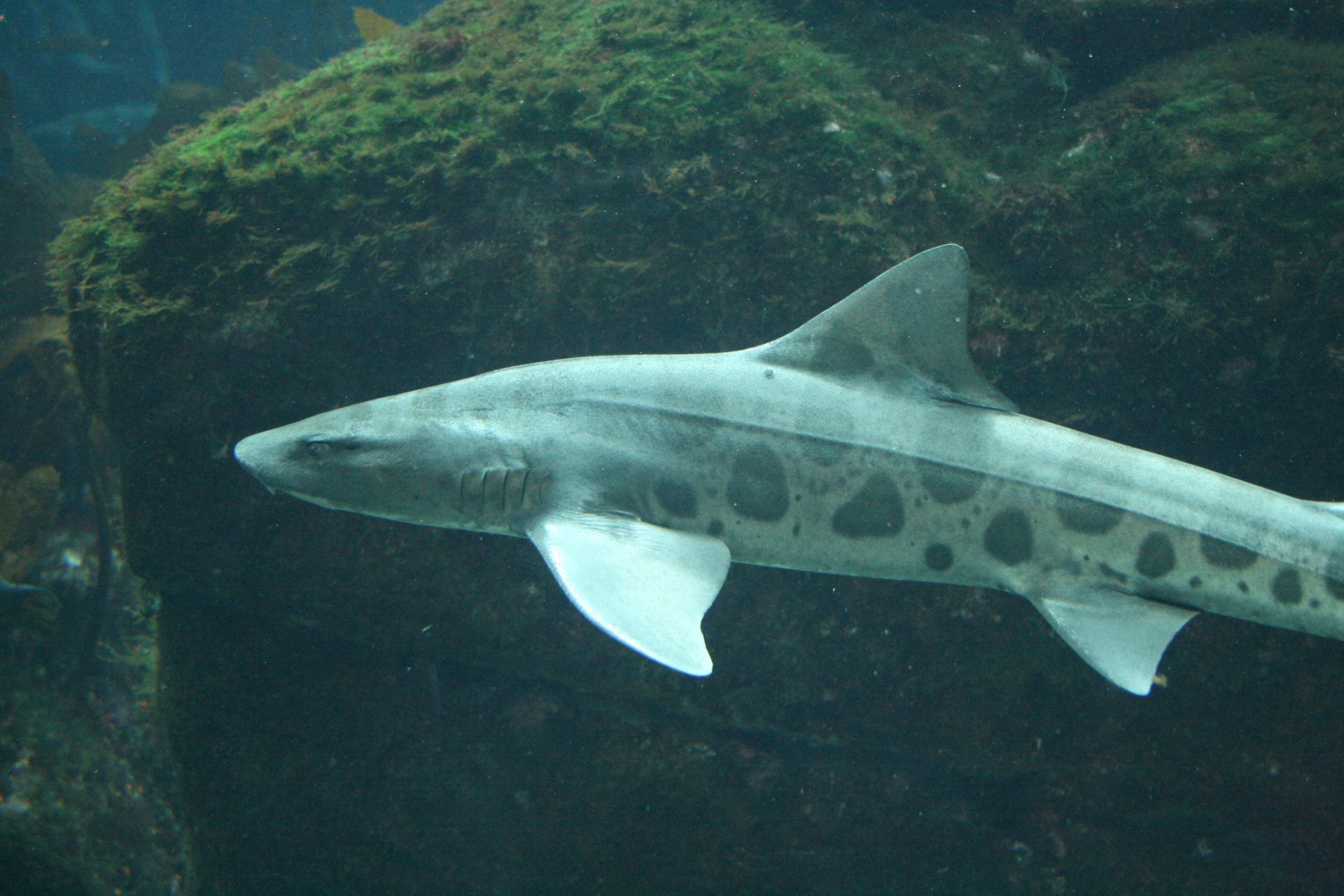 Download Animal Leopard Shark 4k Ultra HD Wallpaper