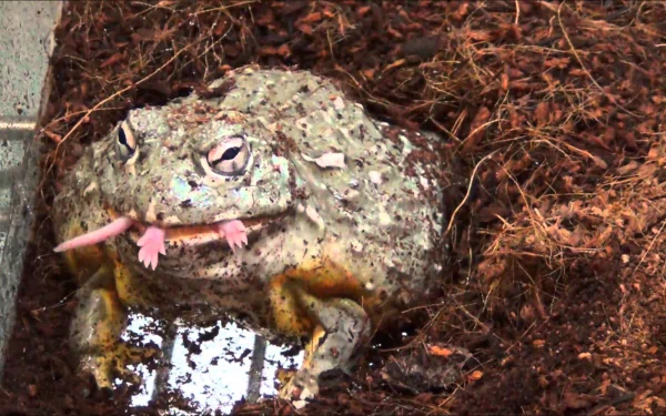 [10+] Pac-man Frog Wallpapers