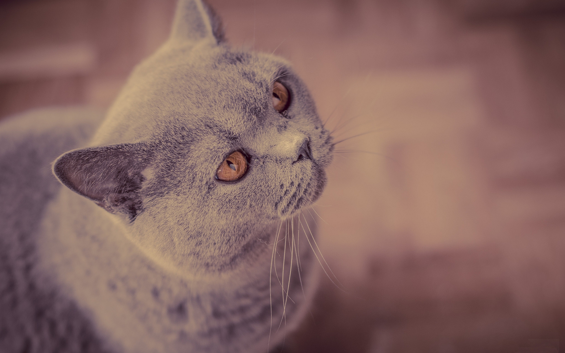 Download Animal Cat HD Wallpaper