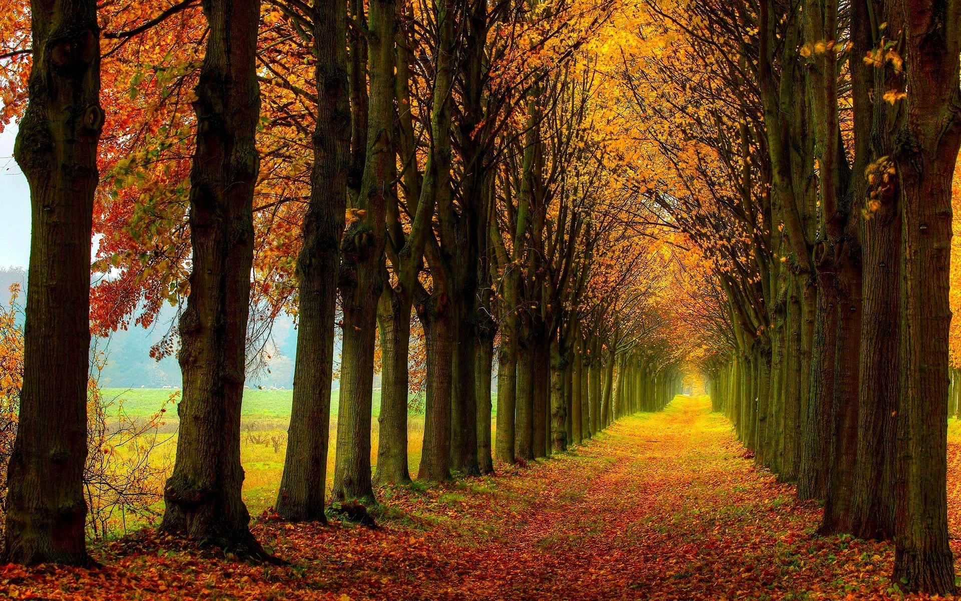 Golden Autumn Path: HD Nature Wallpaper