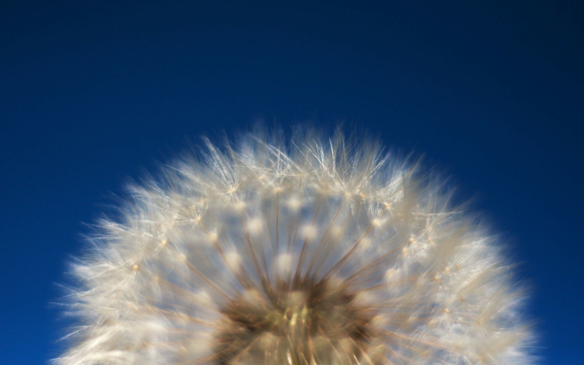 Download Nature Dandelion HD Wallpaper