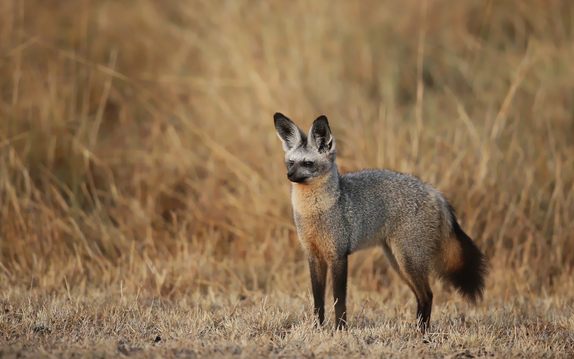 HD Wildlife Portrait: The Bat-Eared Fox in Natural Habitat