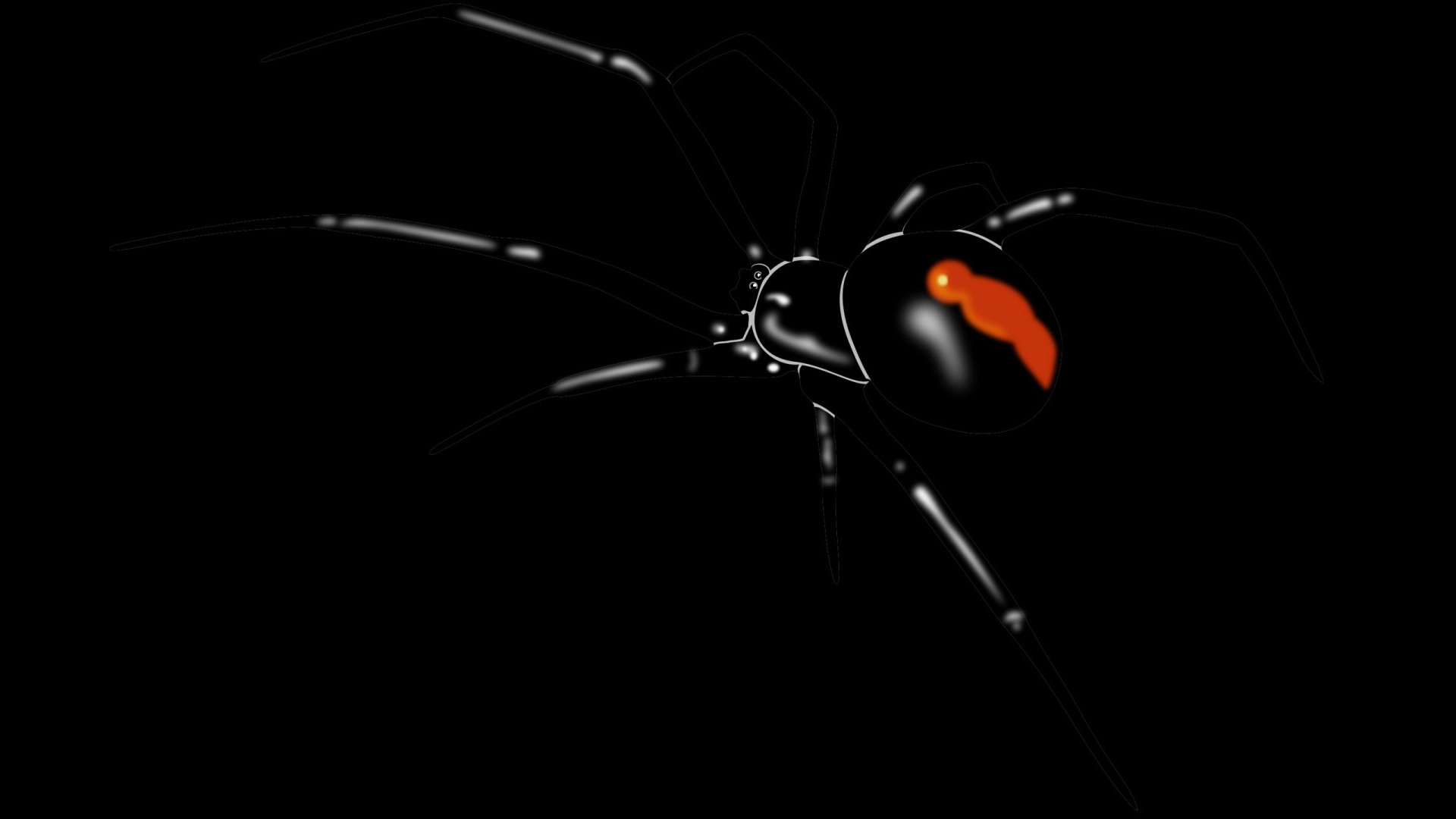 Download Animal Redback Spider HD Wallpaper
