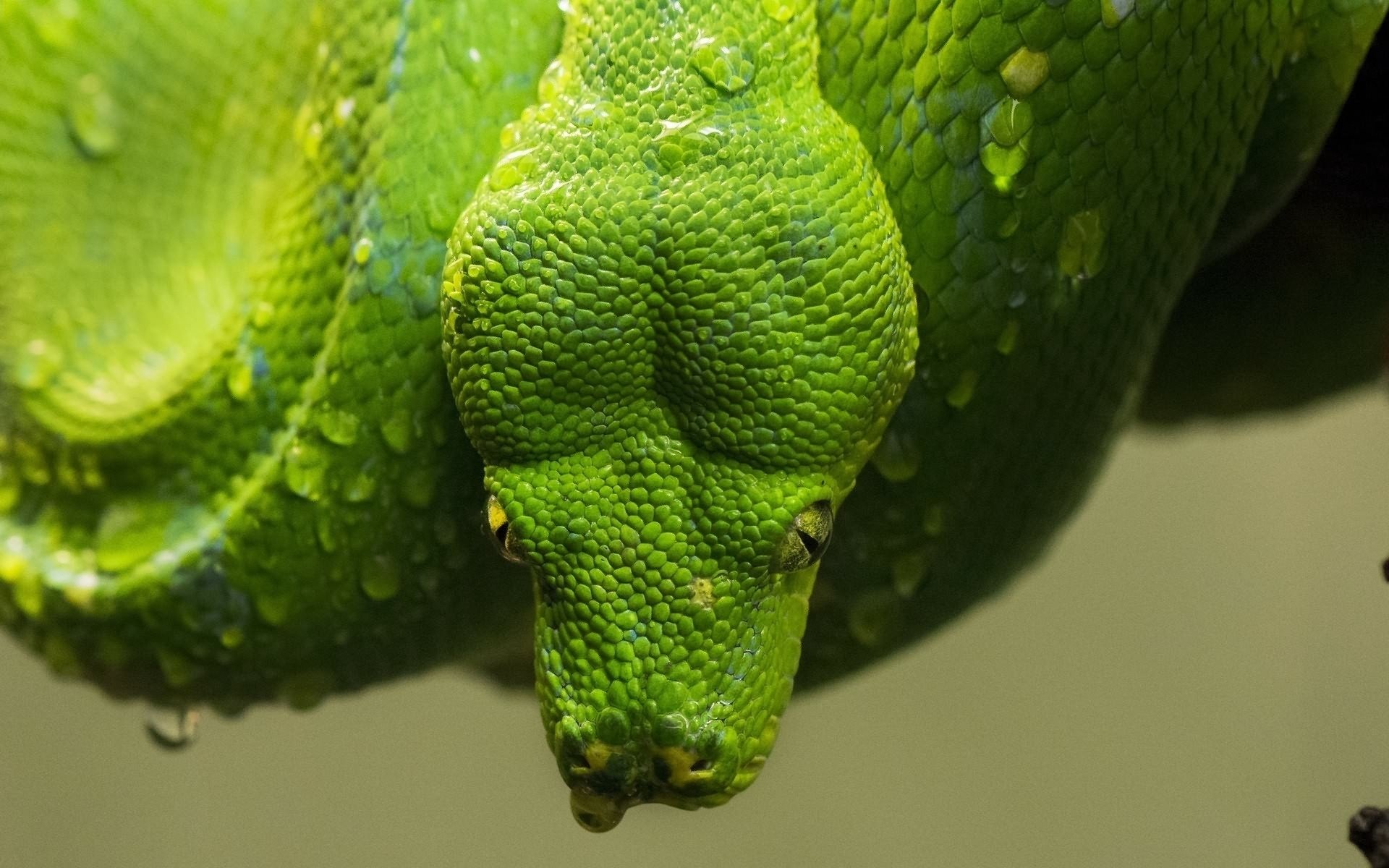 Download Animal Viper HD Wallpaper