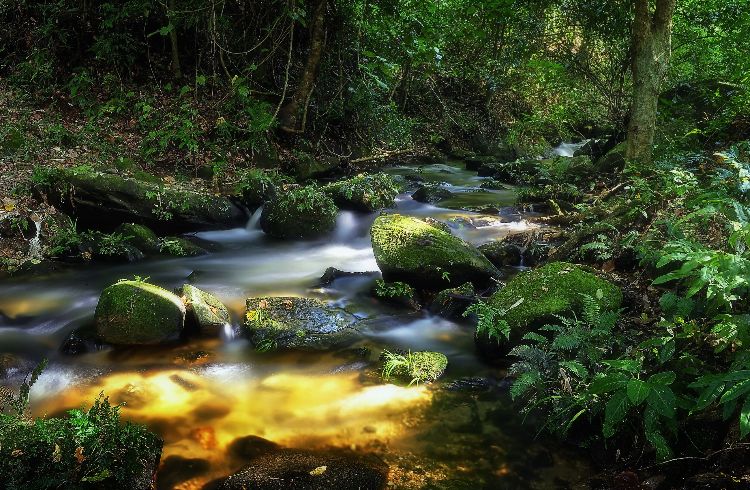 Download Forest Thailand Nature Stream HD Wallpaper