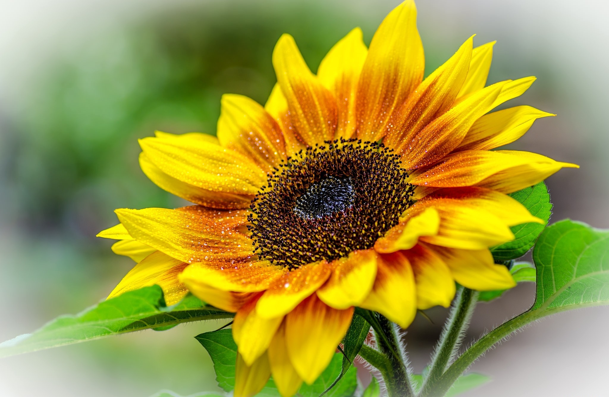 Download Dew Bokeh Leaf Macro Petal Nature Sunflower HD Wallpaper