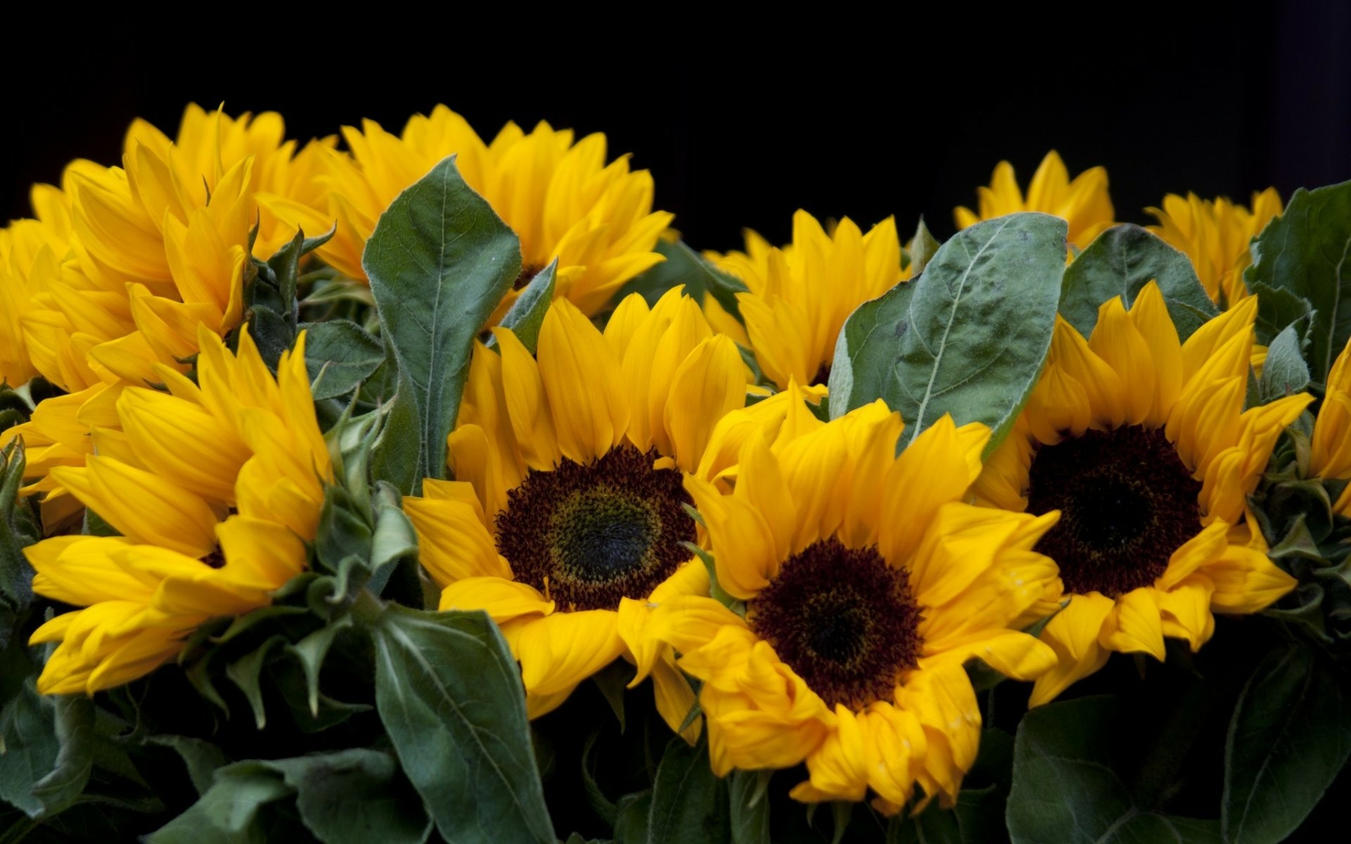 Download Nature Sunflower HD Wallpaper | 2048x1280 | Wallpaper Abyss