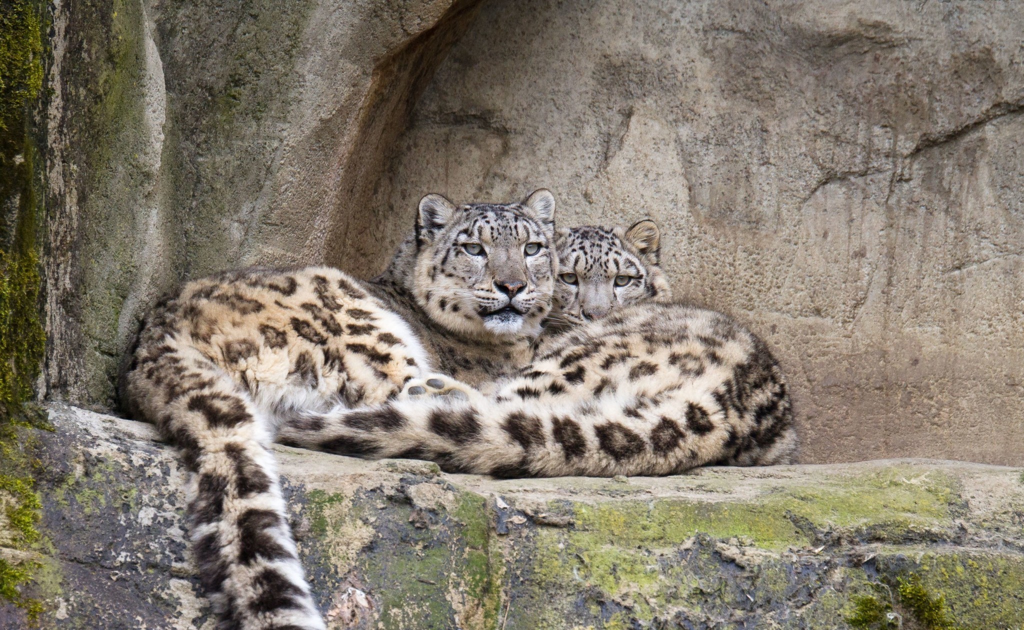 Download Animal Snow Leopard HD Wallpaper