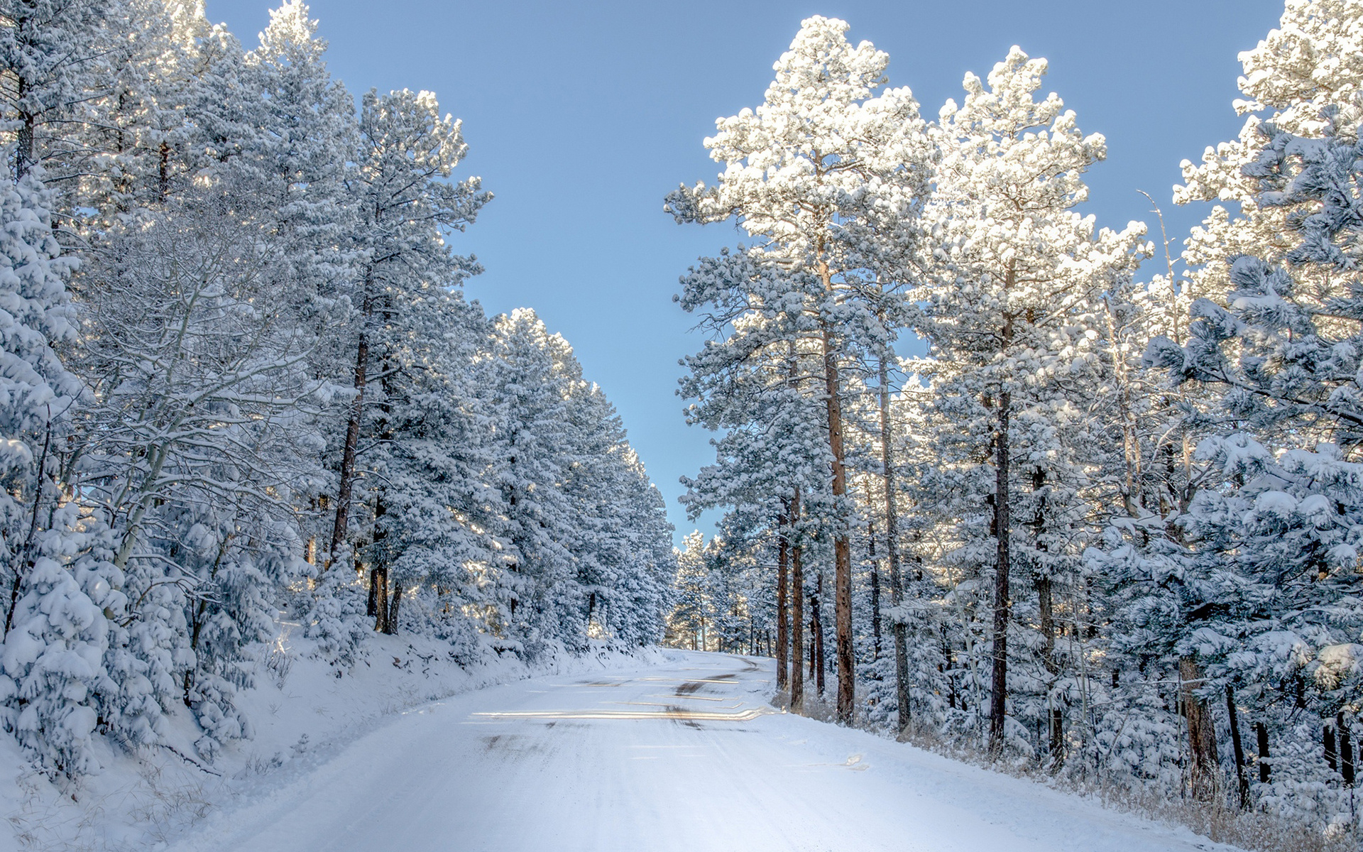 Download Snow Tree Road Nature Winter HD Wallpaper