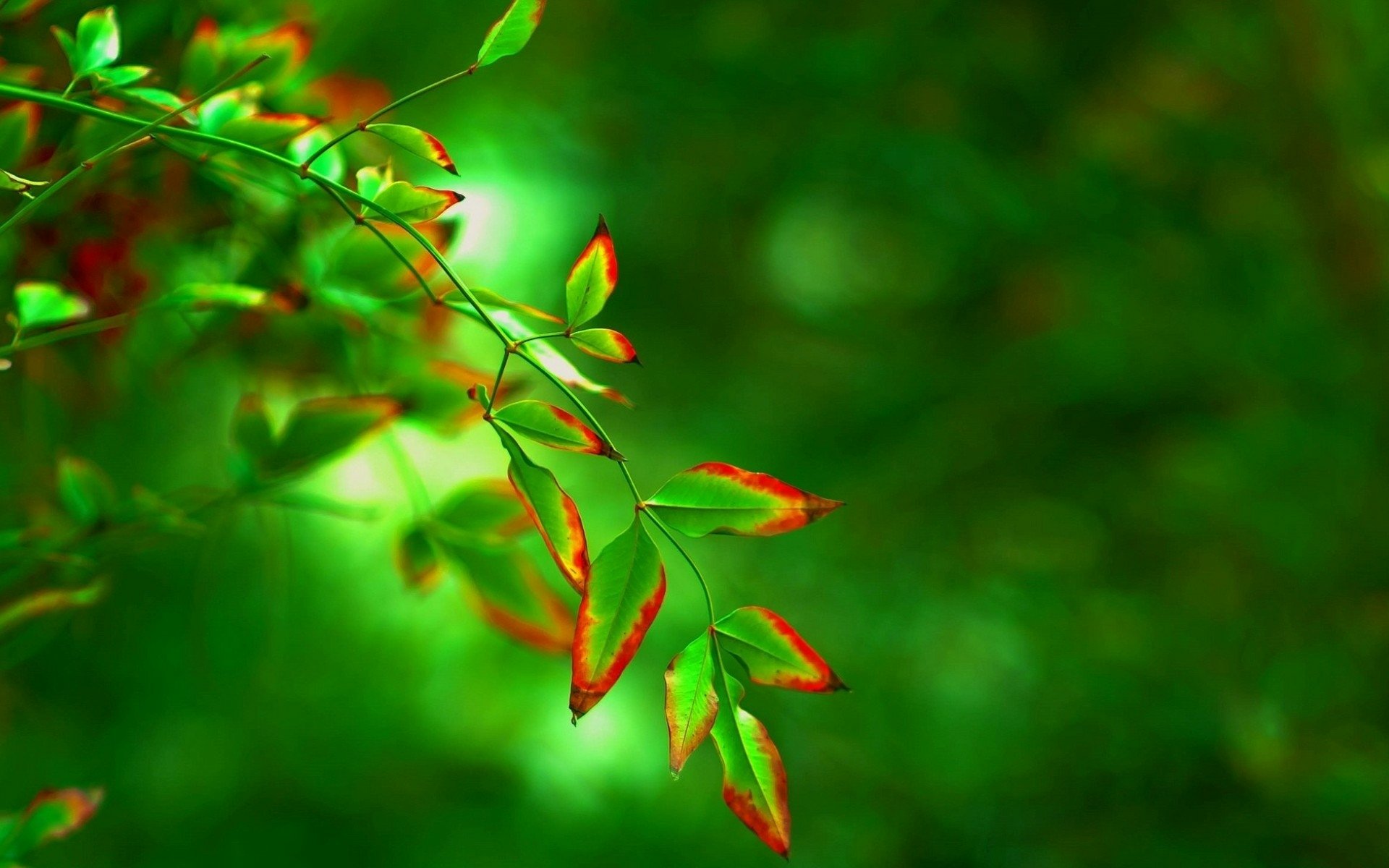 Download Nature Leaf HD Wallpaper