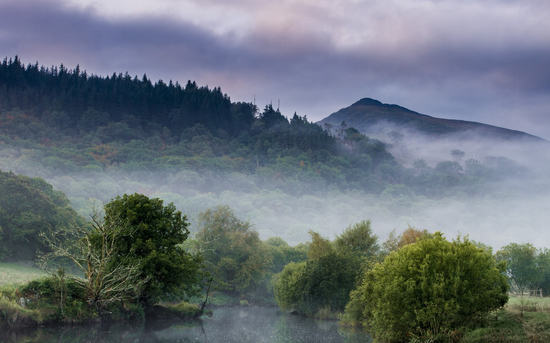 Serene Foggy Forest: HD Nature Wallpaper